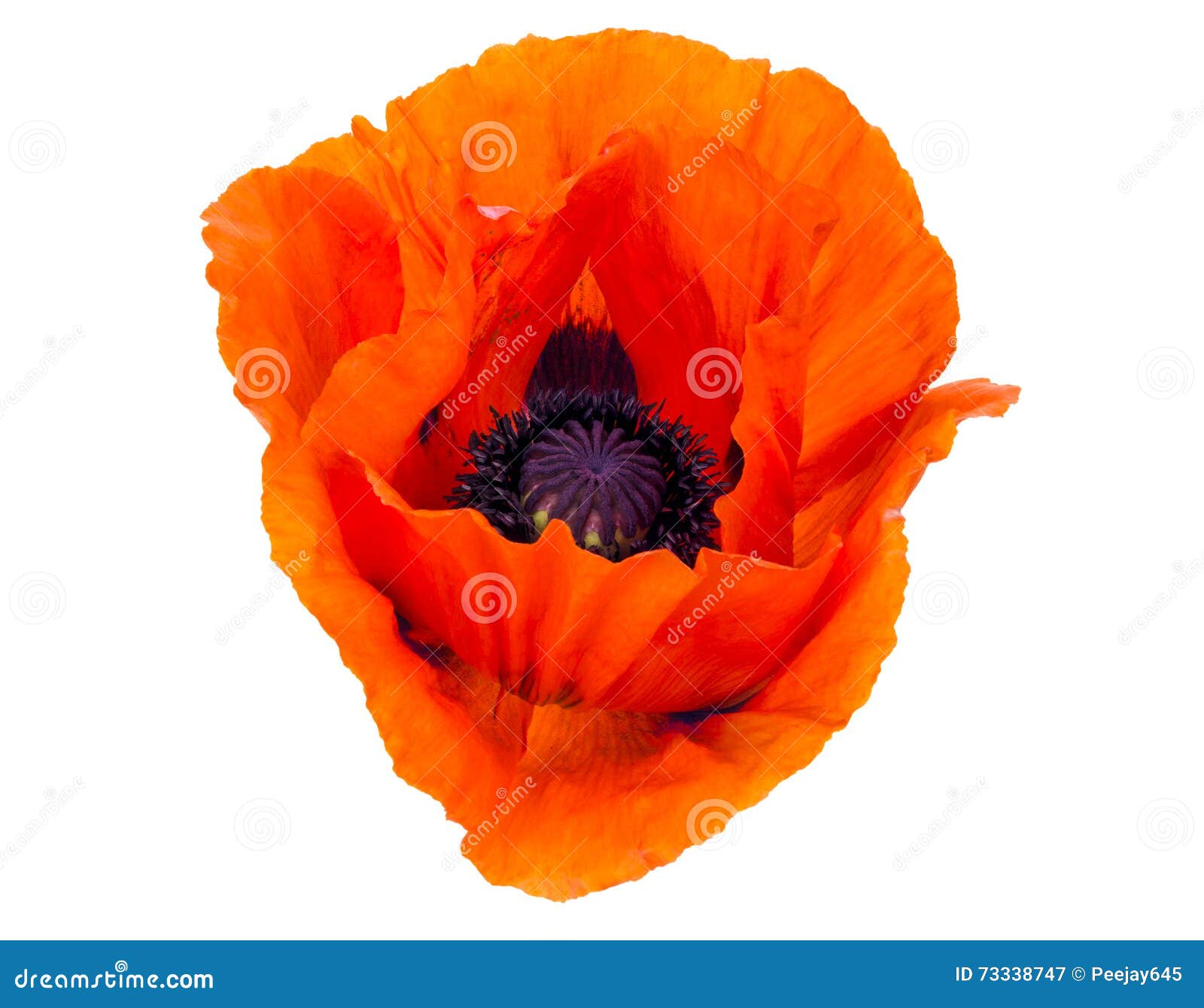 Large Red Poppy stock image. Image of nature, single - 73338747