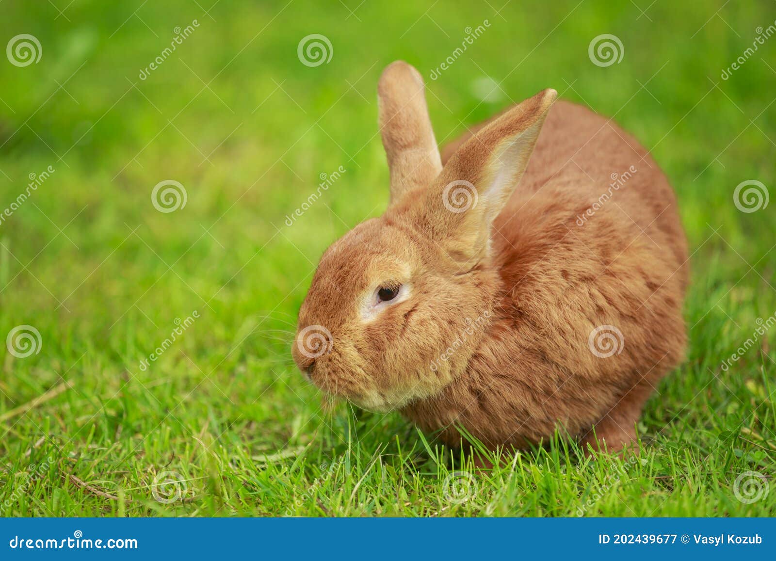 Big red rabbit stock image. Image of lawn, fluffy, farm - 202439677