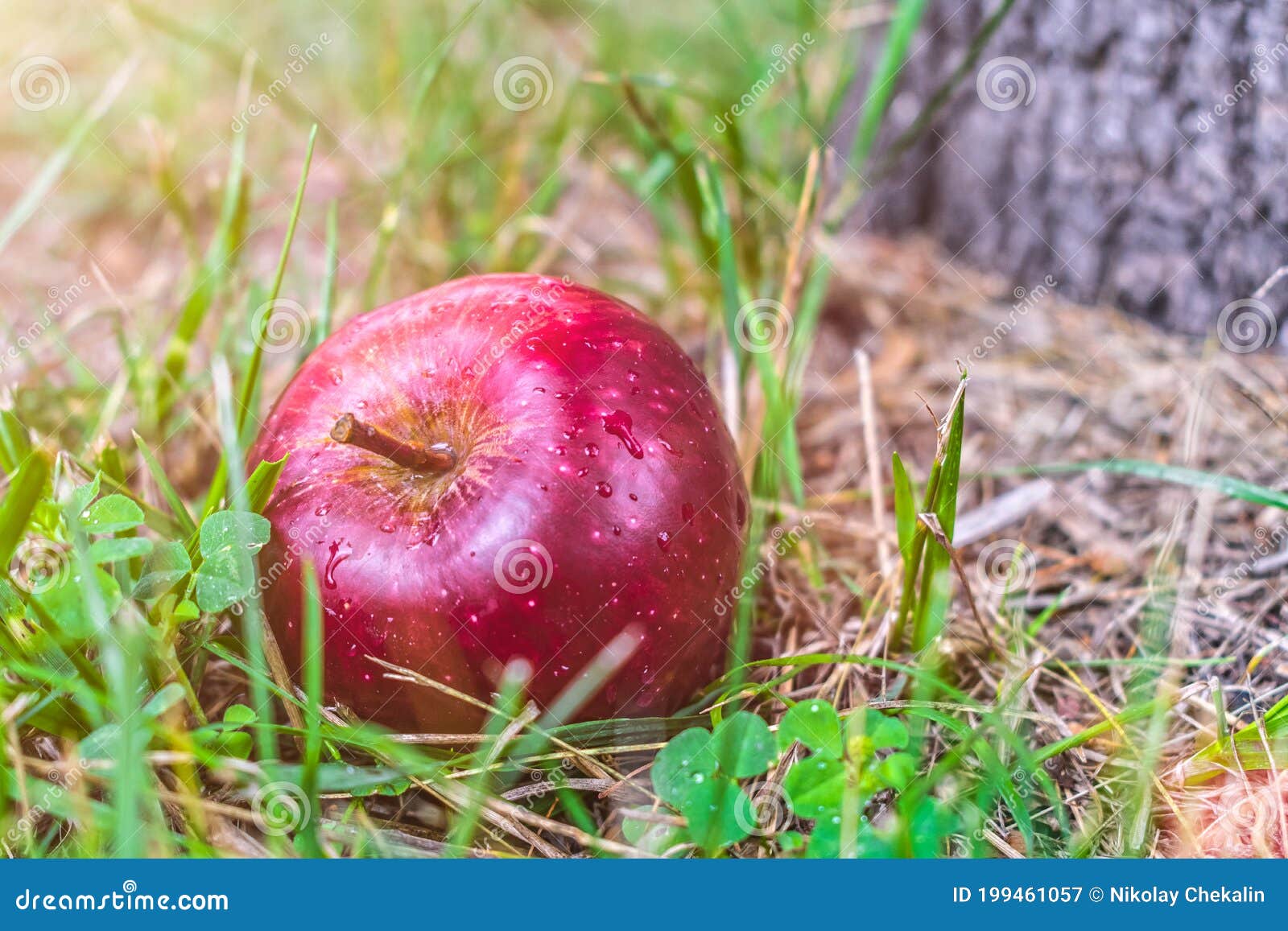 A Large Red and Ripe Apple Fell from the Tree To the Ground Stock Image ...