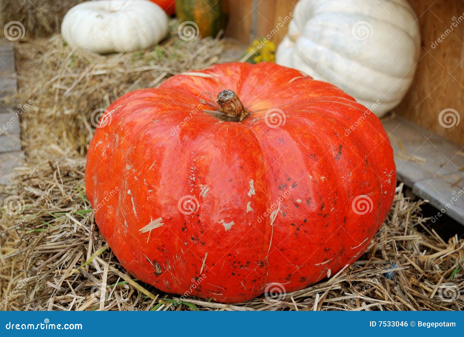 Large red ripe pumpkin stock photo. Image of circle, horizontal - 7533046