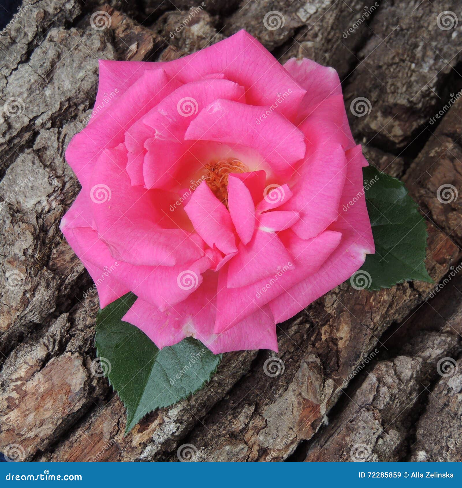 Large Red Rose on a Background of Tree Bark Stock Image - Image of ...