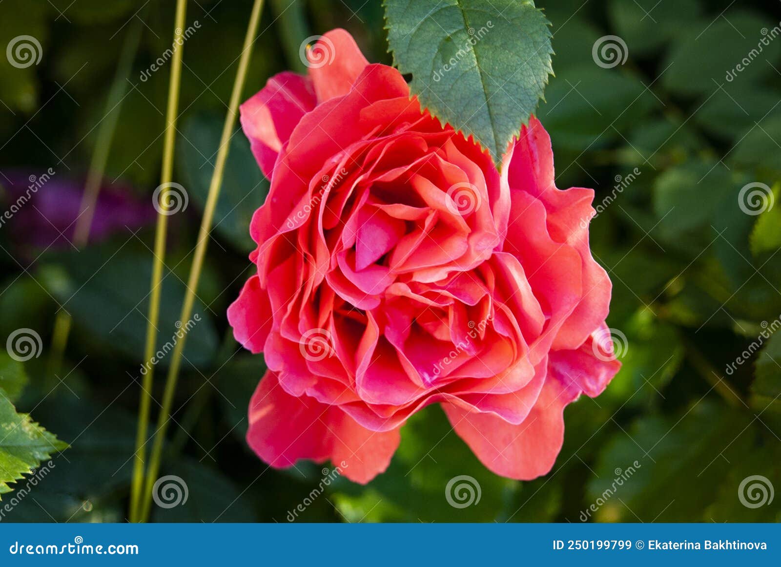 A large red rose flower stock image. Image of rose, blossom - 250199799