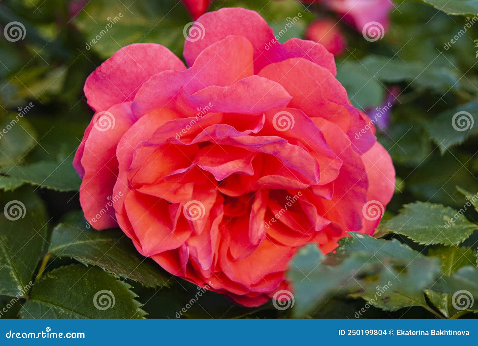 A large red rose flower stock photo. Image of blossom - 250199804