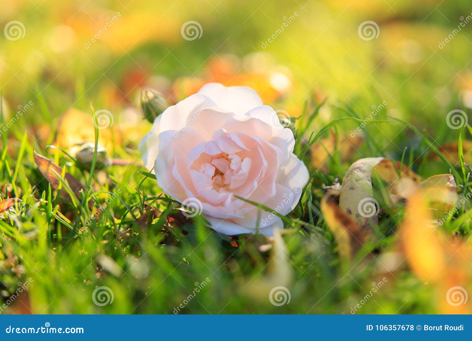 Rose in the grass closeup stock photo. Image of activity - 106357678