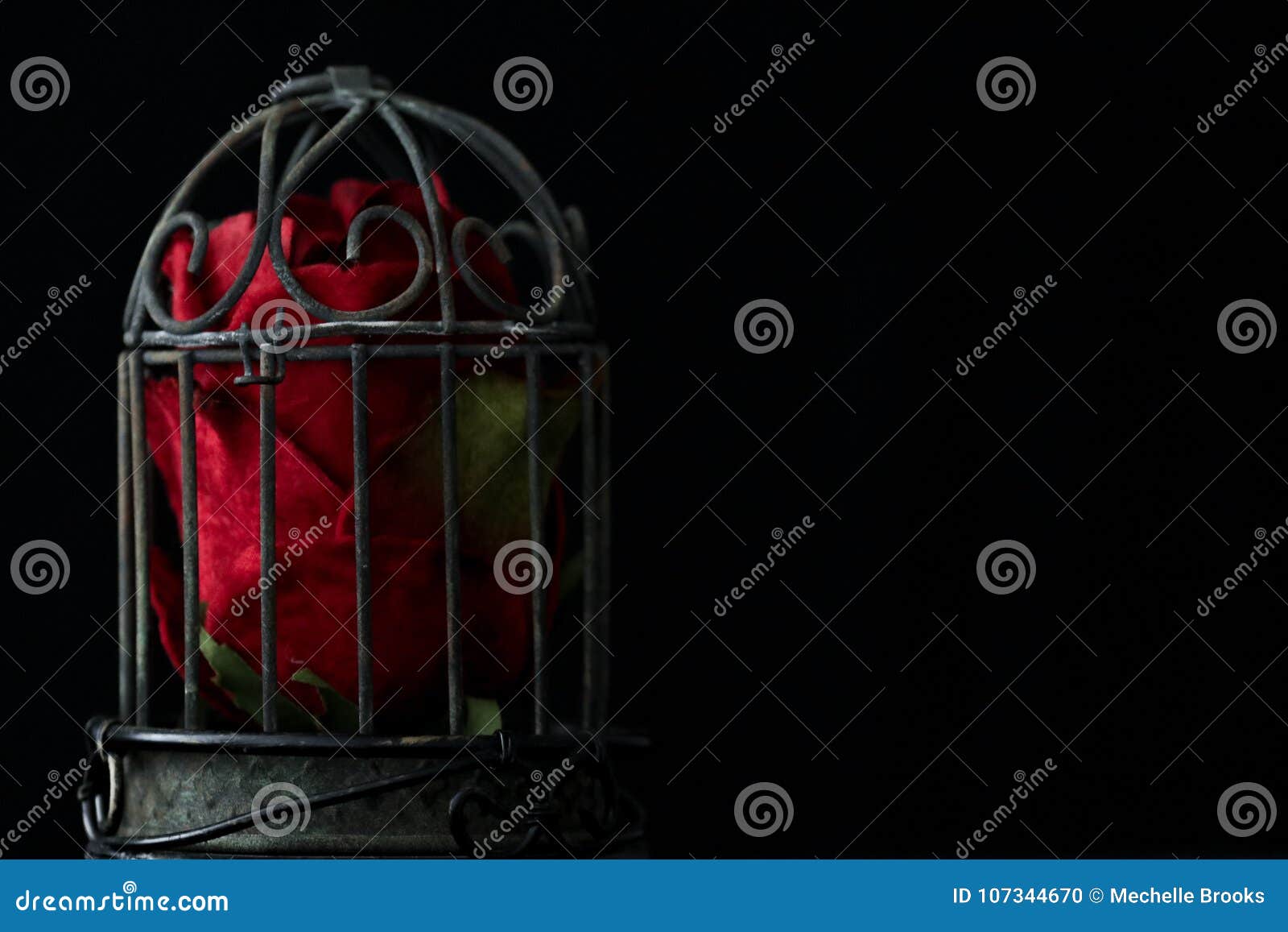 Large Red Rose Trapped Inside of Small Metal Birdcage Stock Photo ...