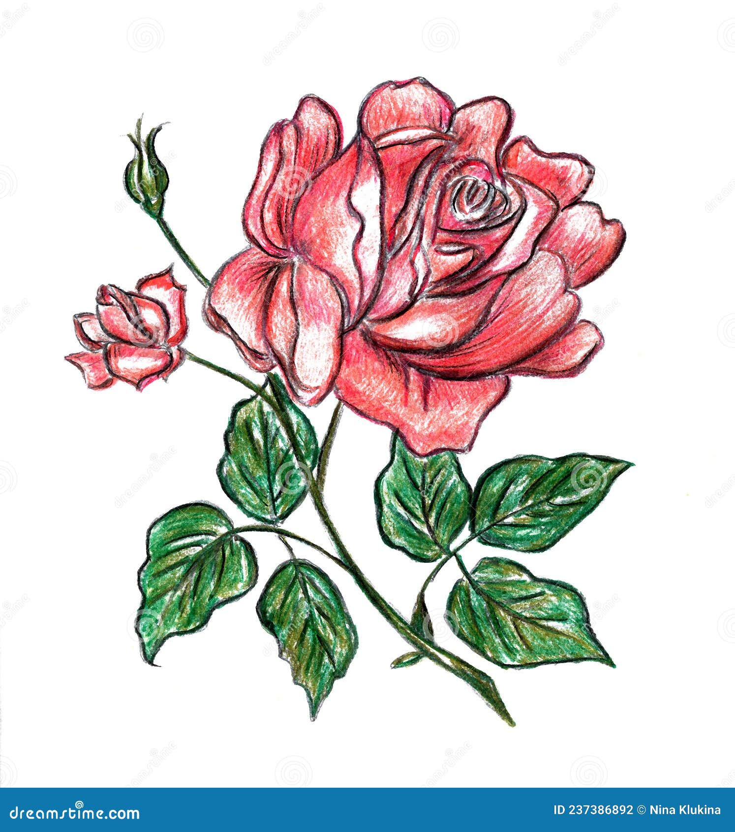 A Large Red Rose on a White Background Stock Illustration ...