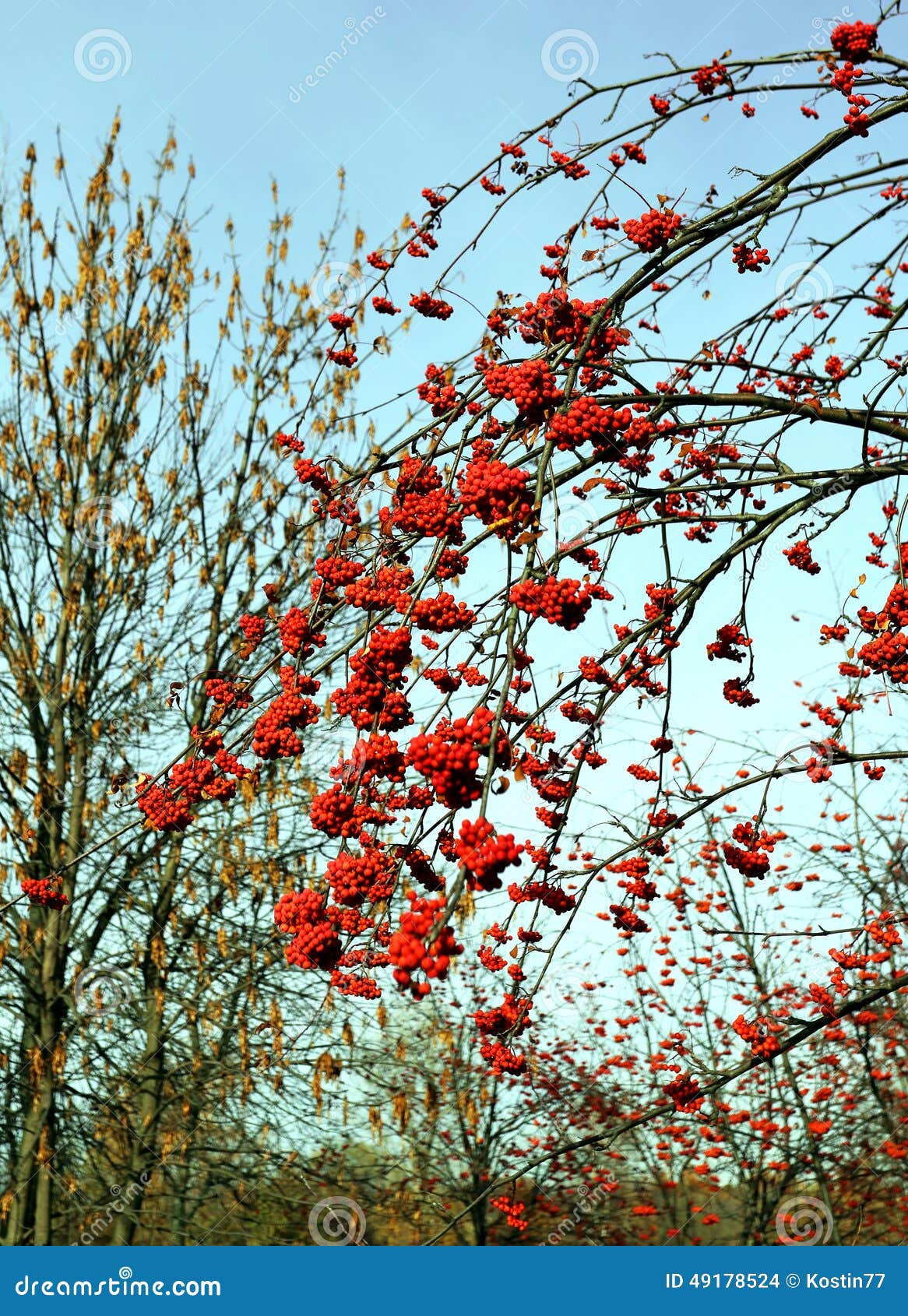 Large red rowan stock photo. Image of environment, element - 49178524