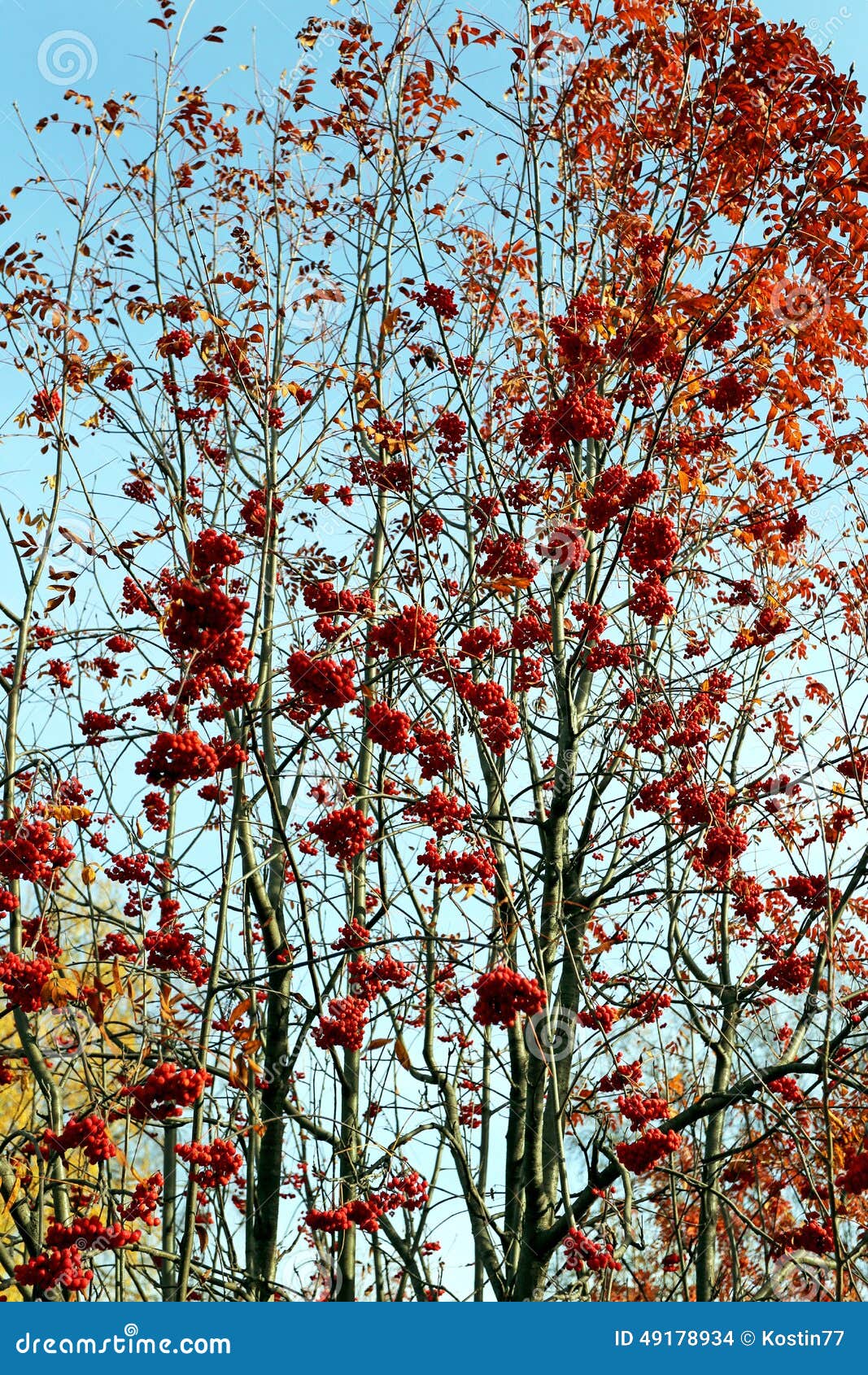 Large red rowan stock photo. Image of loss, design, backgrounds - 49178934