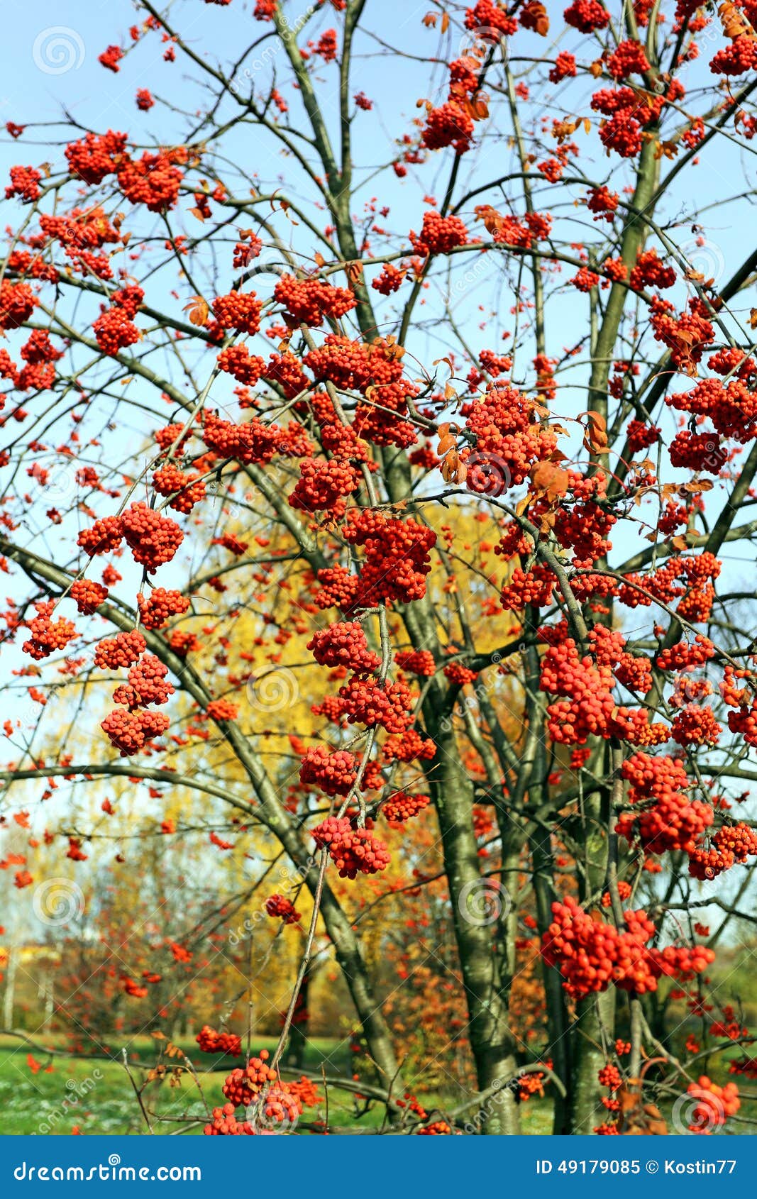Large red rowan stock image. Image of silhouette, leaf - 49179085