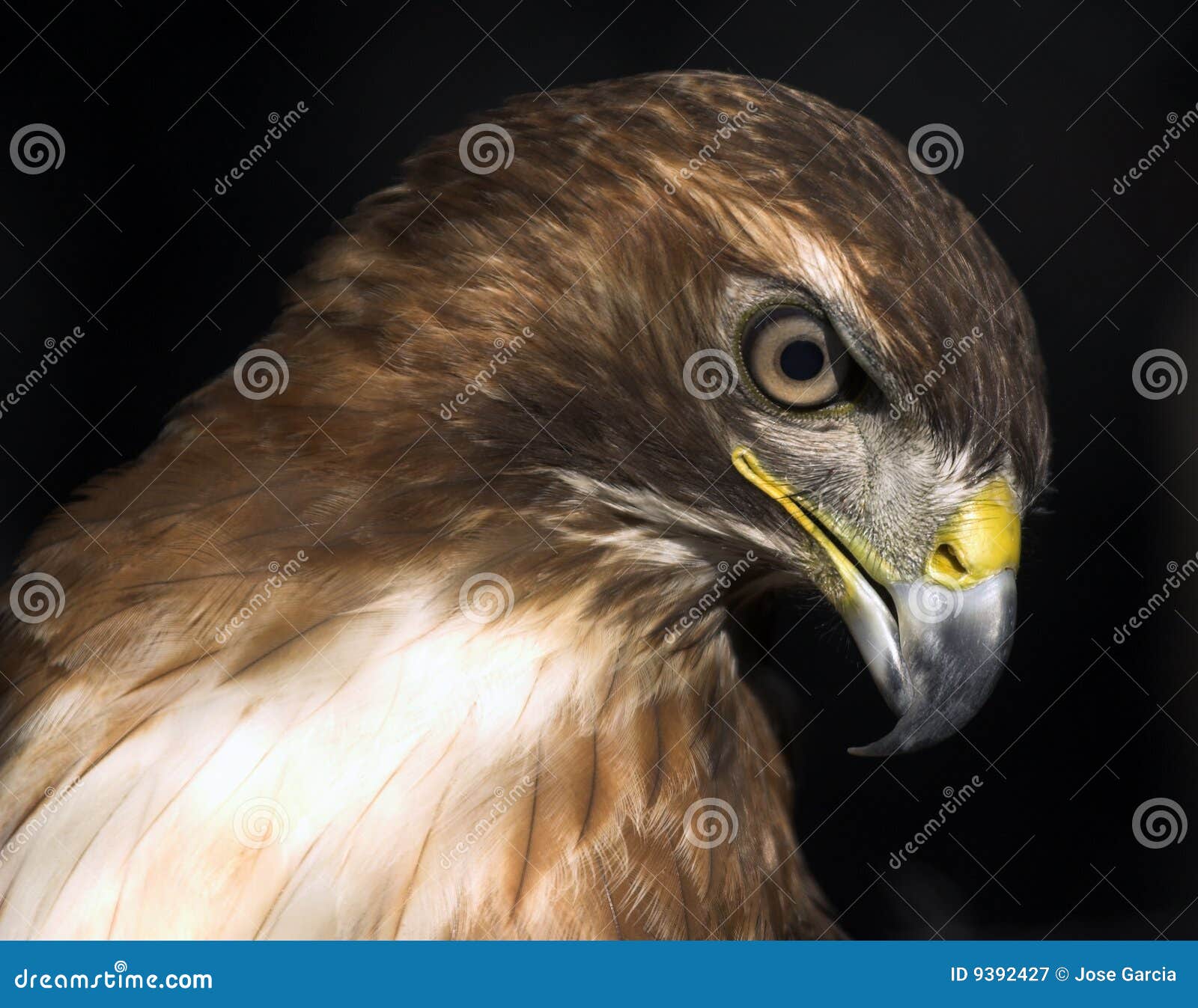 Large Red Tail Hawk stock image. Image of predators, conservation - 9392427