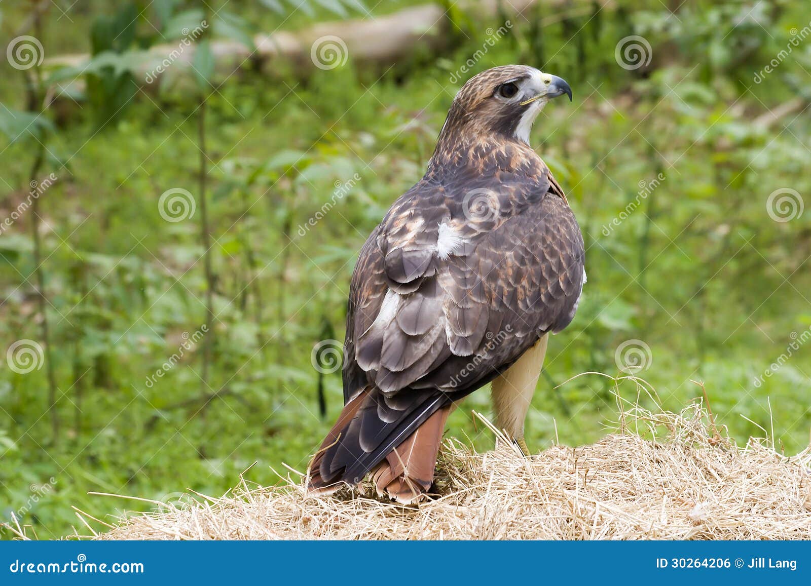 Red Tailed Hawk stock photo. Image of wing, hawks, plumage - 30264206