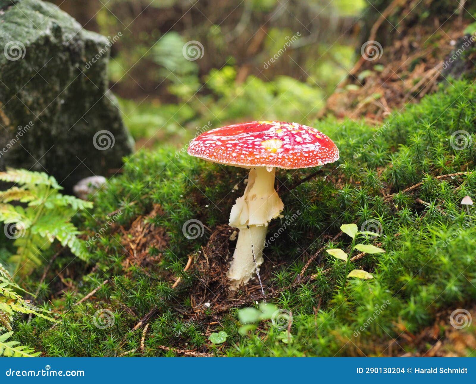 Large Red Toadstool in the Forest on Lush Green Moss Stock Photo ...