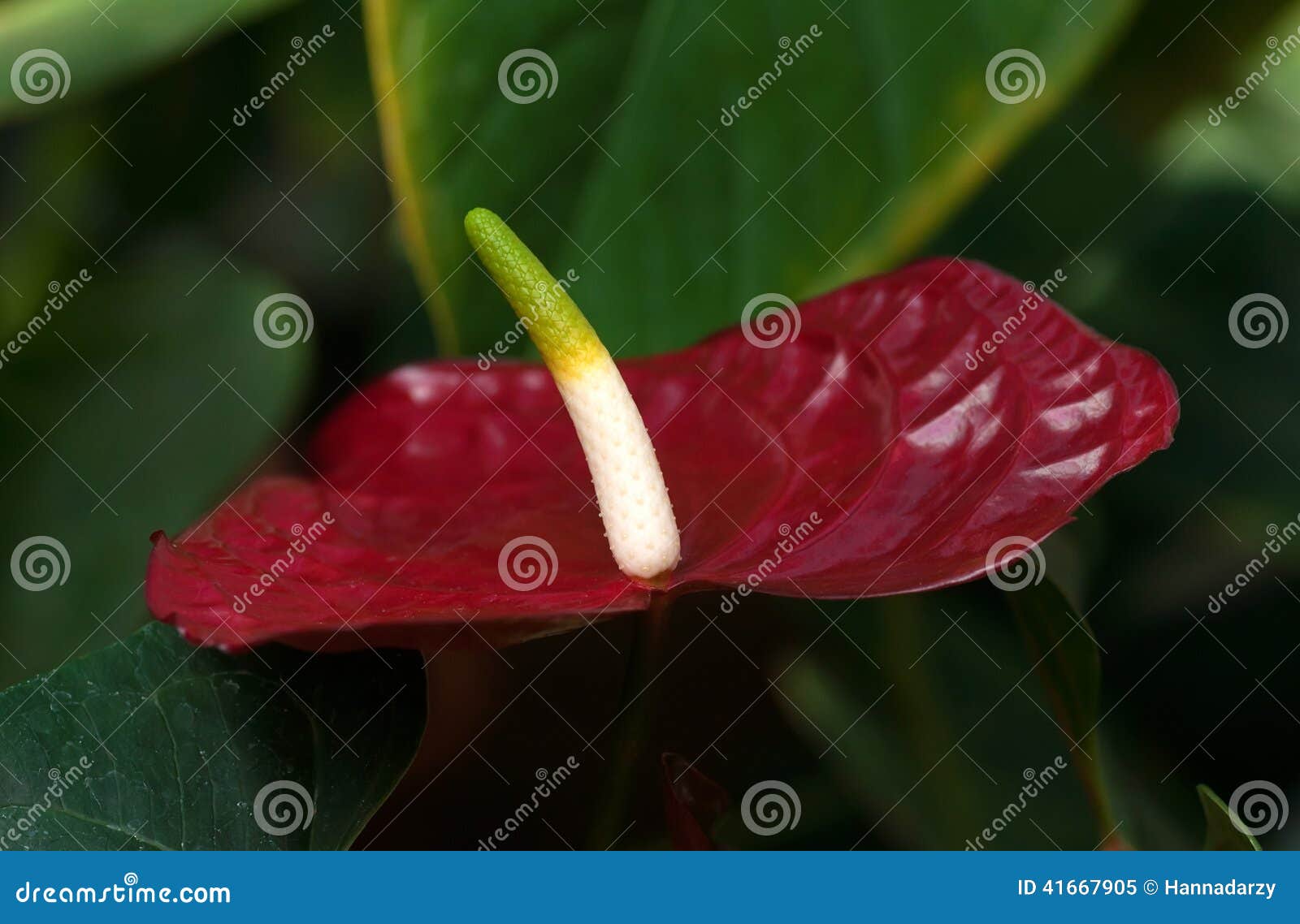 Large red tropical flower stock image. Image of botany - 41667905