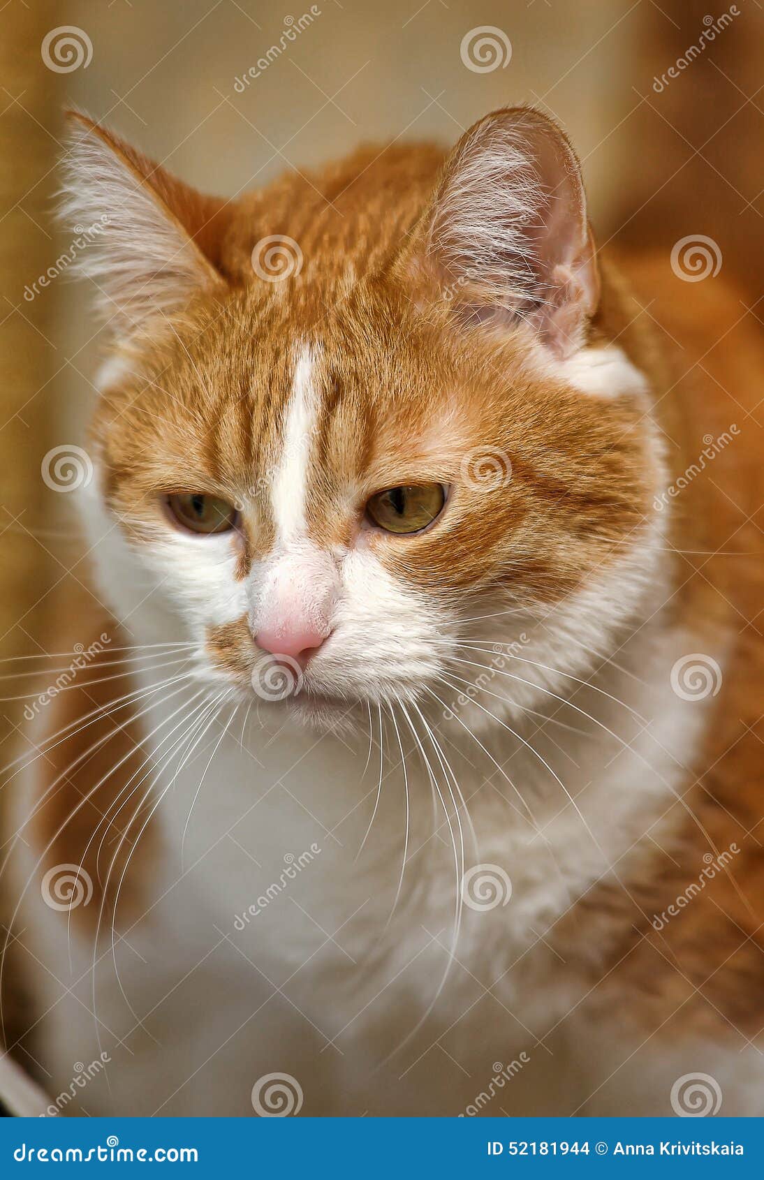 A large red and white cat stock photo. Image of adorable - 52181944