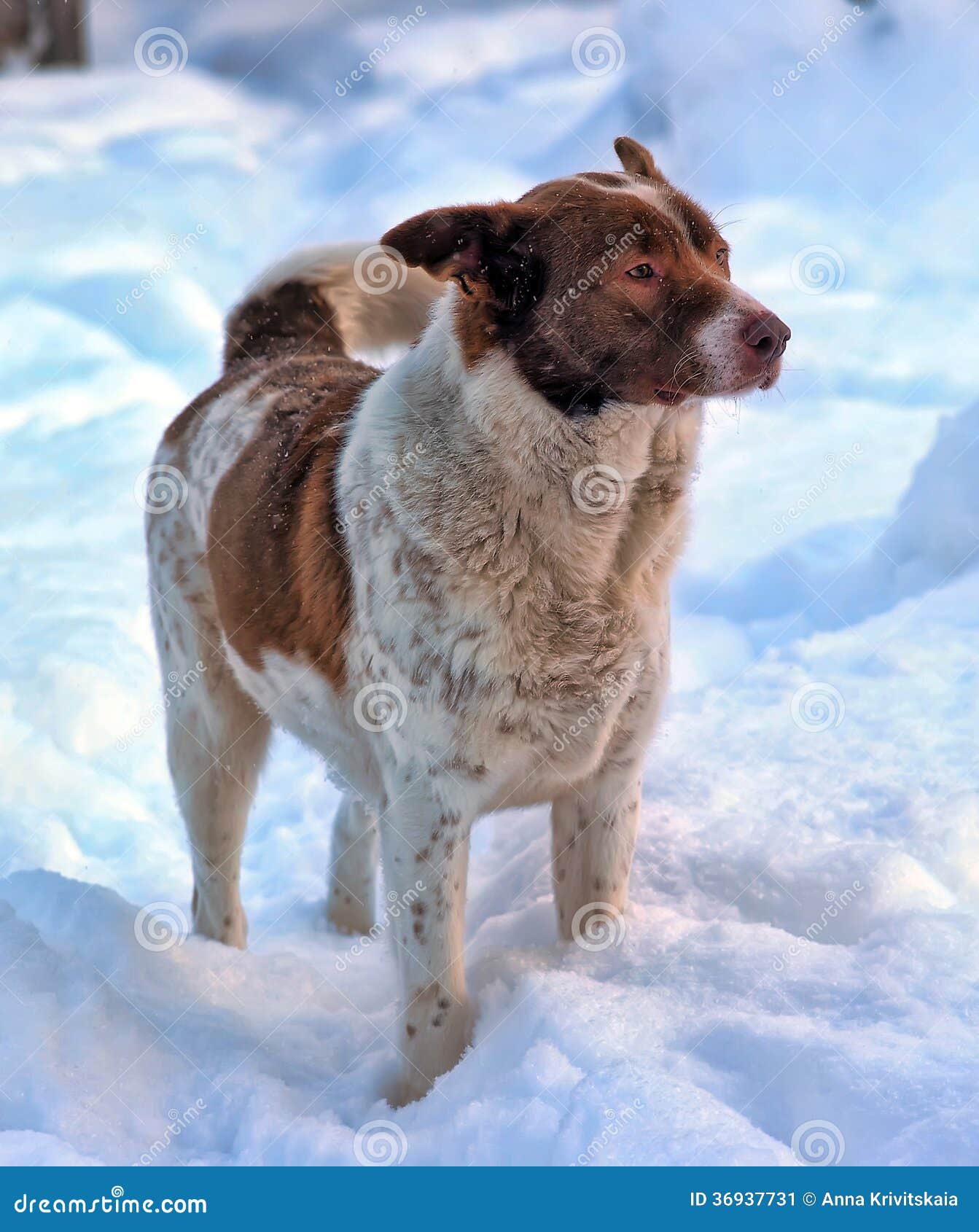 Large Red and White Purebred Dog Stock Image - Image of friendly, doggy ...
