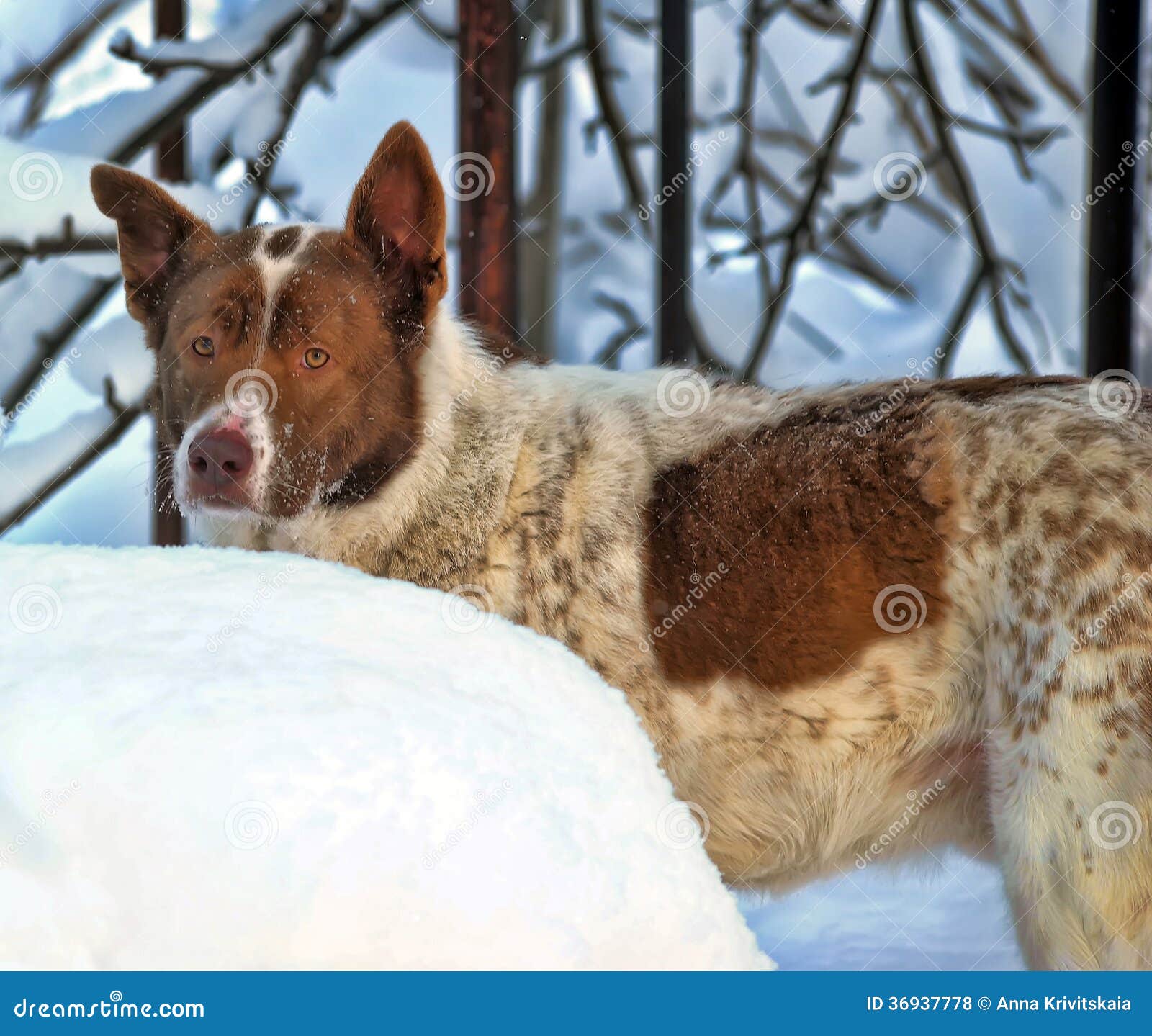 Large Red and White Purebred Dog Stock Photo - Image of farm, holiday ...