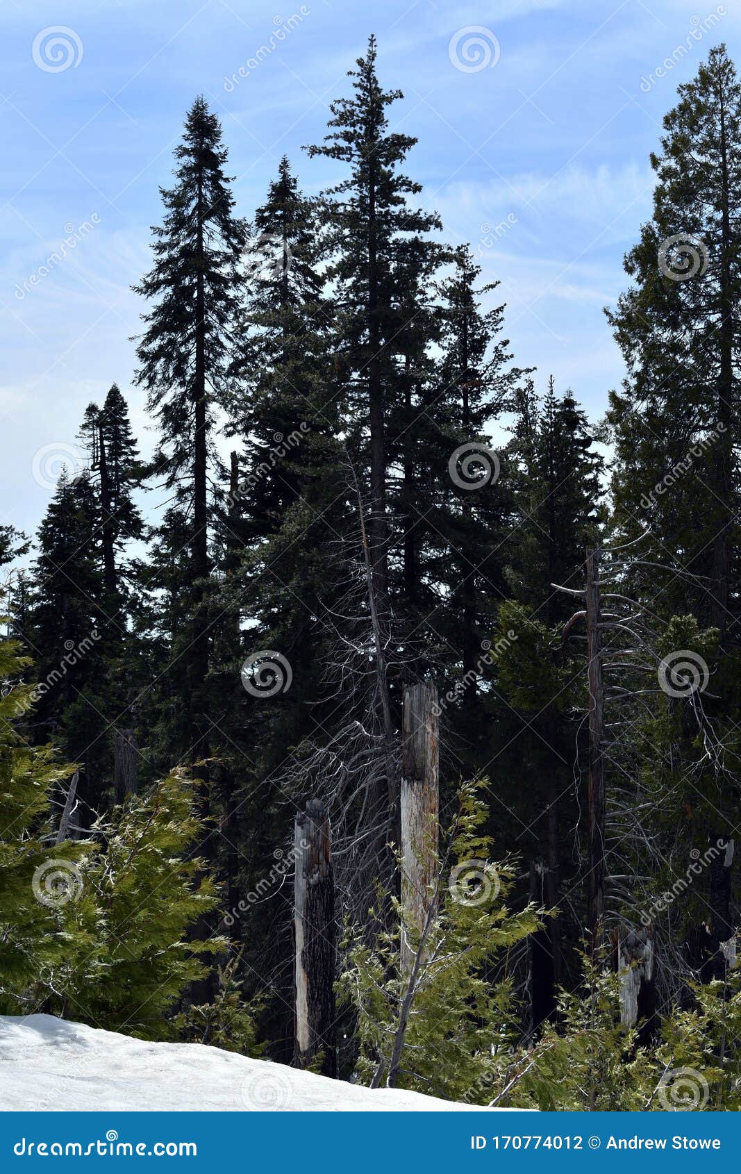 Large Redwood Tree Mountains in Snow Stock Photo - Image of nature ...