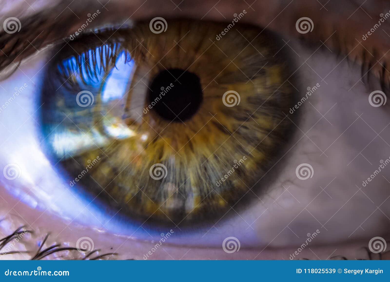 The Large Reflection in the Eyes Stock Image - Image of large, pupil ...