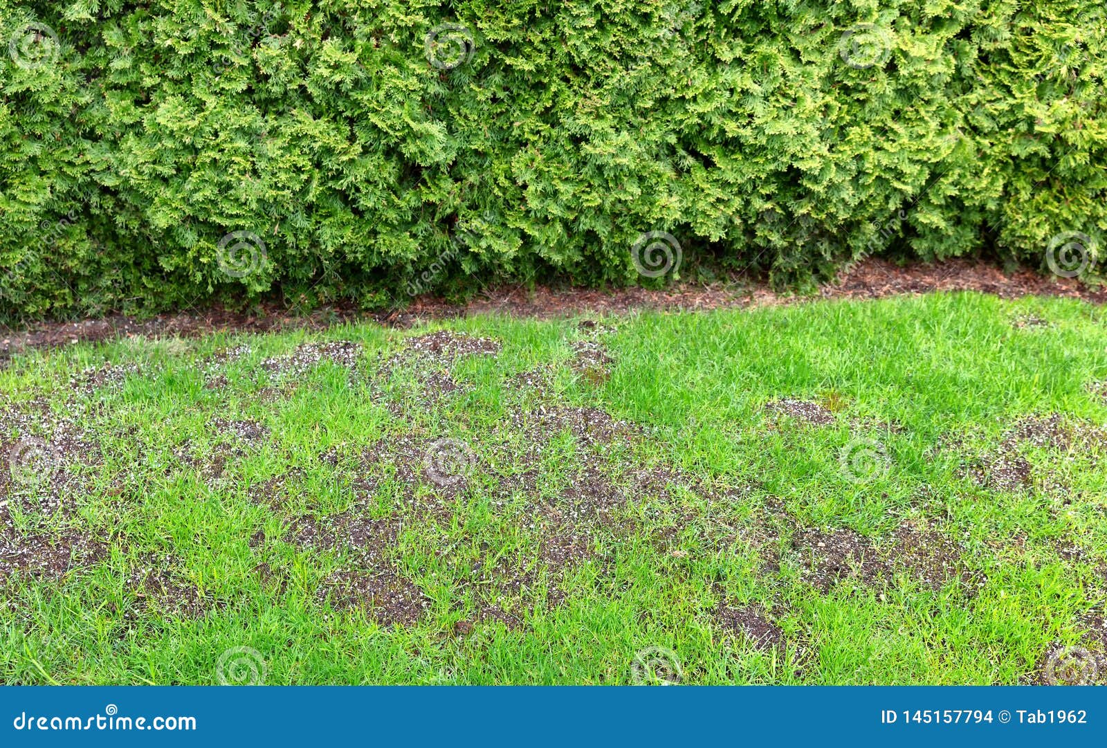 Large Repair Patch on Natural Grass Lawn Stock Photo - Image of frame ...