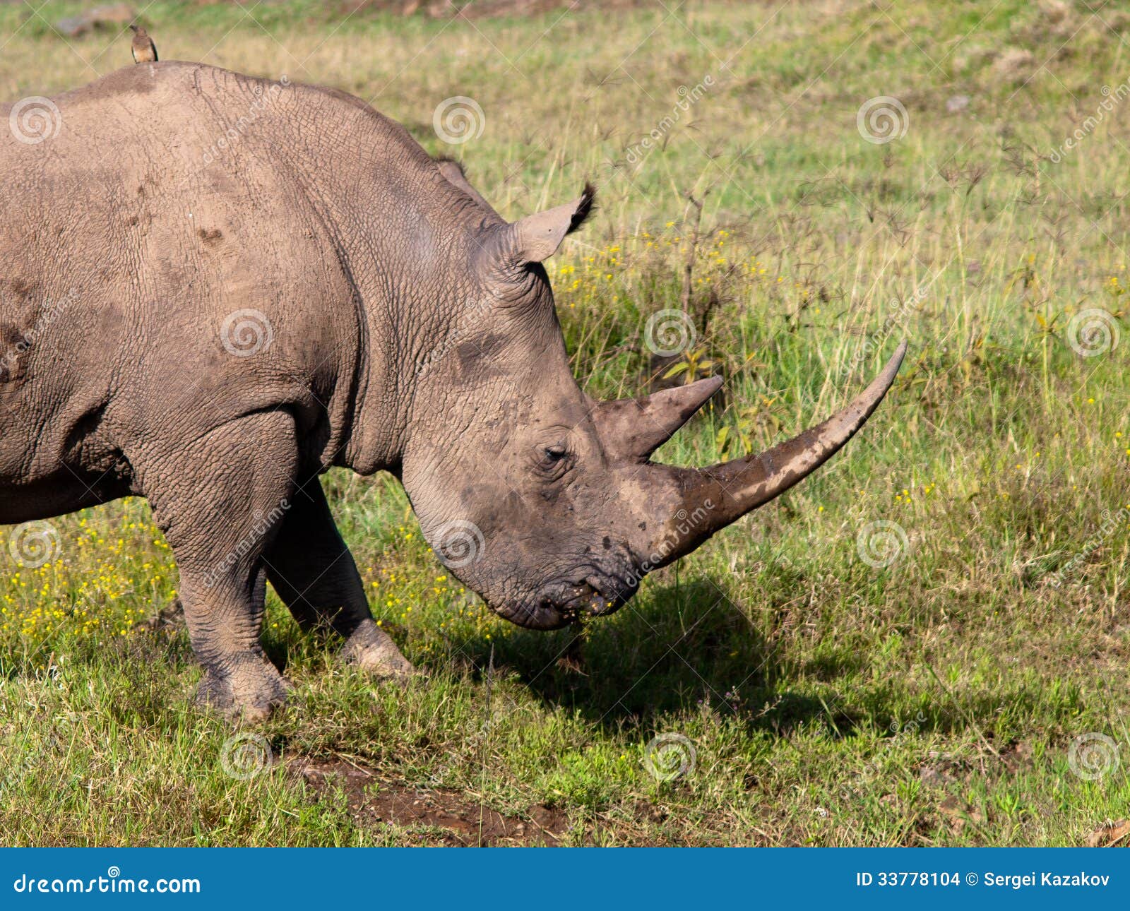 Large rhino with a bird stock photo. Image of nakuru - 33778104