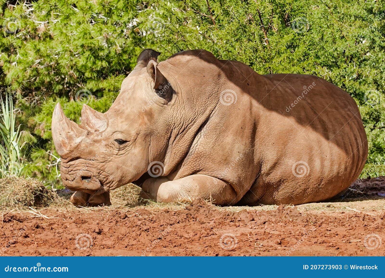 Large Rhino Resting in the Sun Stock Image - Image of background ...