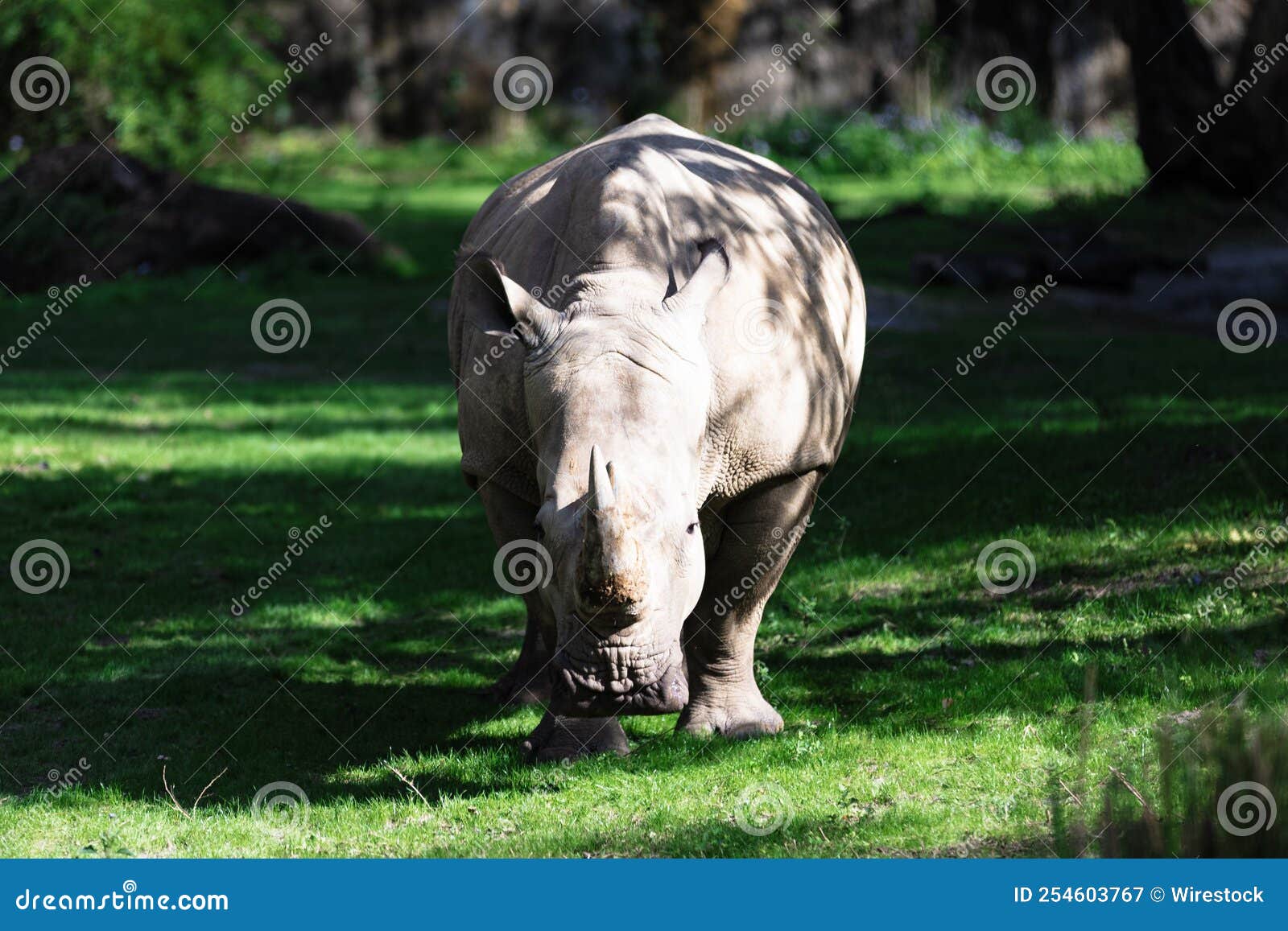 Large Rhinoceros Walking on a Meadow in the Zoo Stock Image - Image of ...