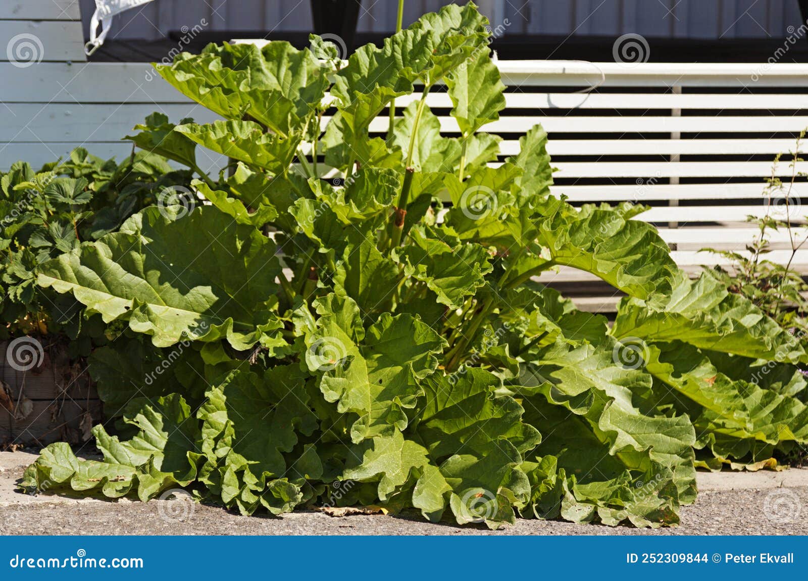 A Large Rhubarb Plant Grows by the Cycle Path Stock Photo - Image of ...