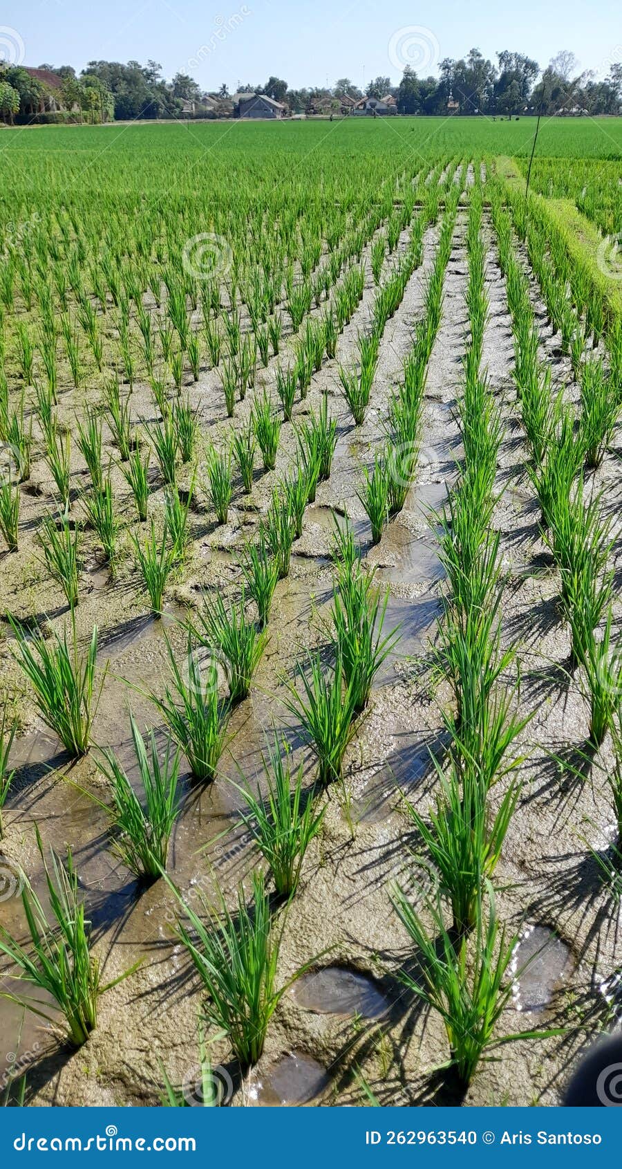 Large Rice Field Area, Subang-indonesia Stock Photo - Image of large ...