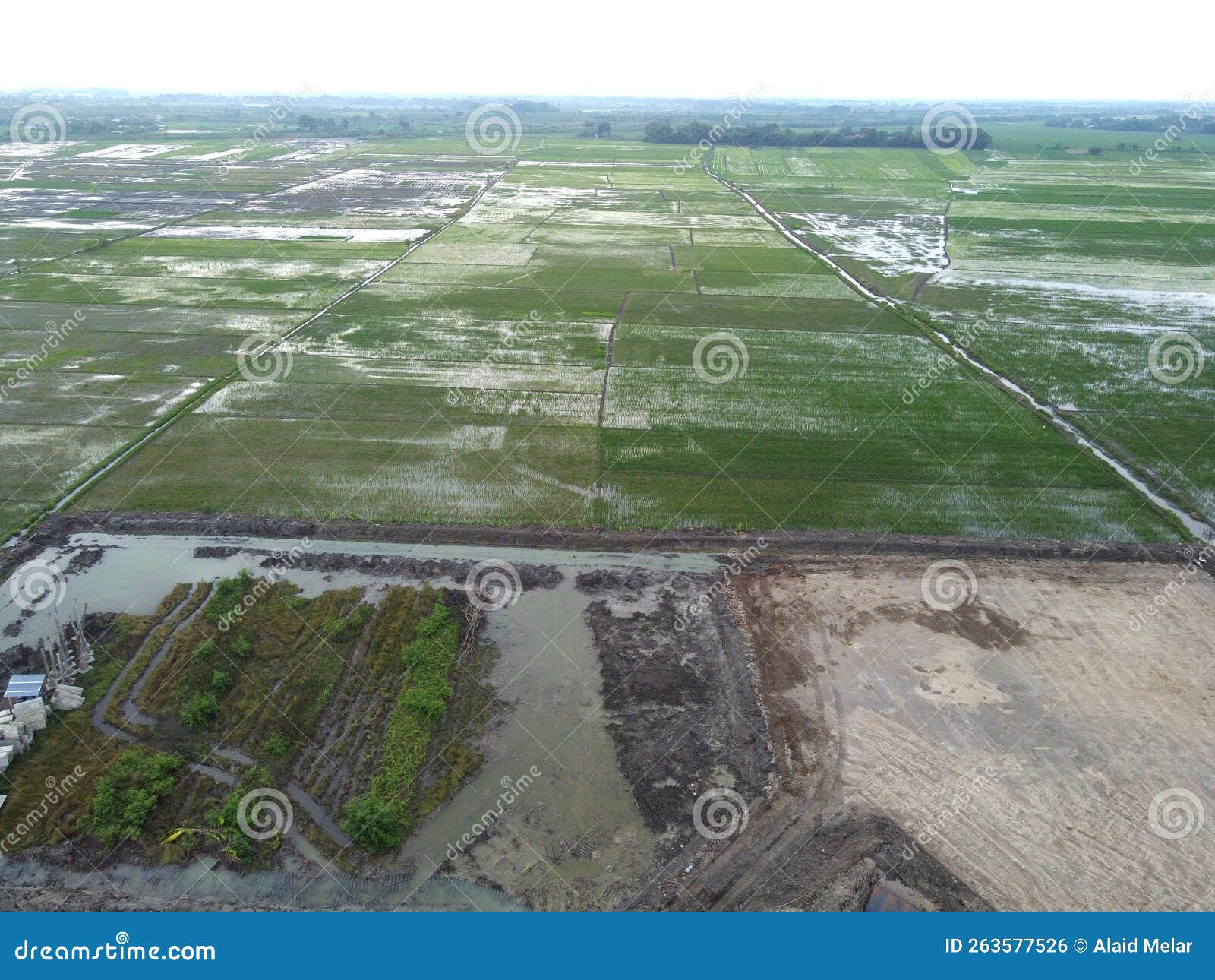 Large Rice Fields from Above Stock Photo - Image of agriculture ...