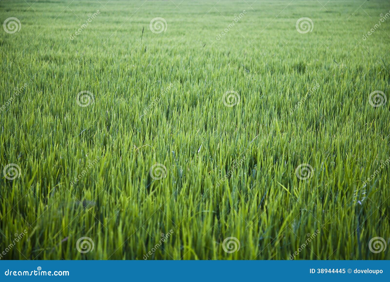 Large rice paddy stock image. Image of farm, plantation - 38944445