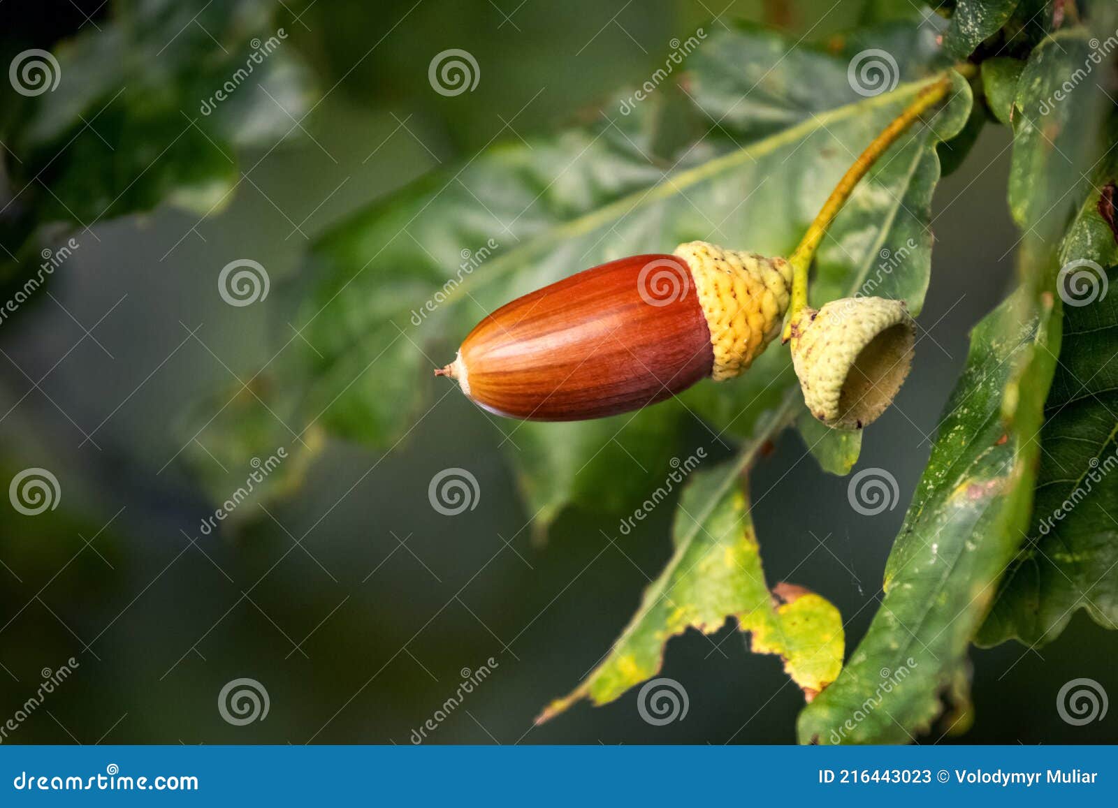 Acorn Tree Stock Photography | CartoonDealer.com #21158786
