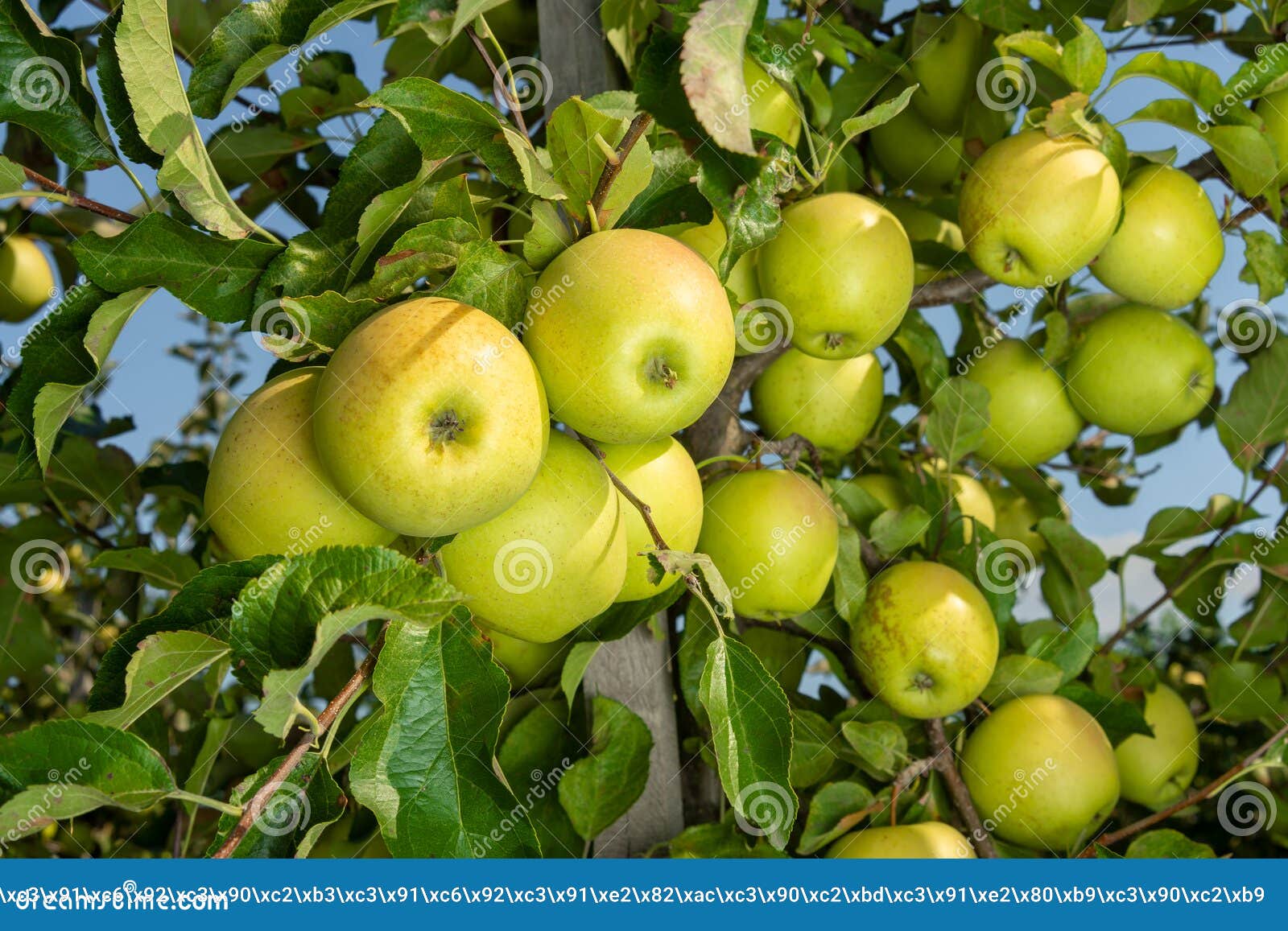 Large Ripe Apples Clusters Hanging Heap on a Tree Branch in an Intense ...