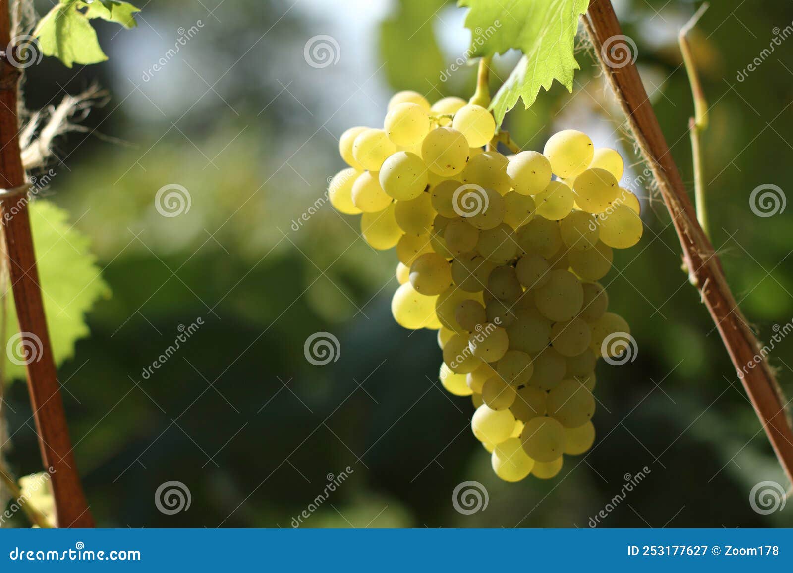 Sweet sun berries stock image. Image of summer, sunny - 253177627