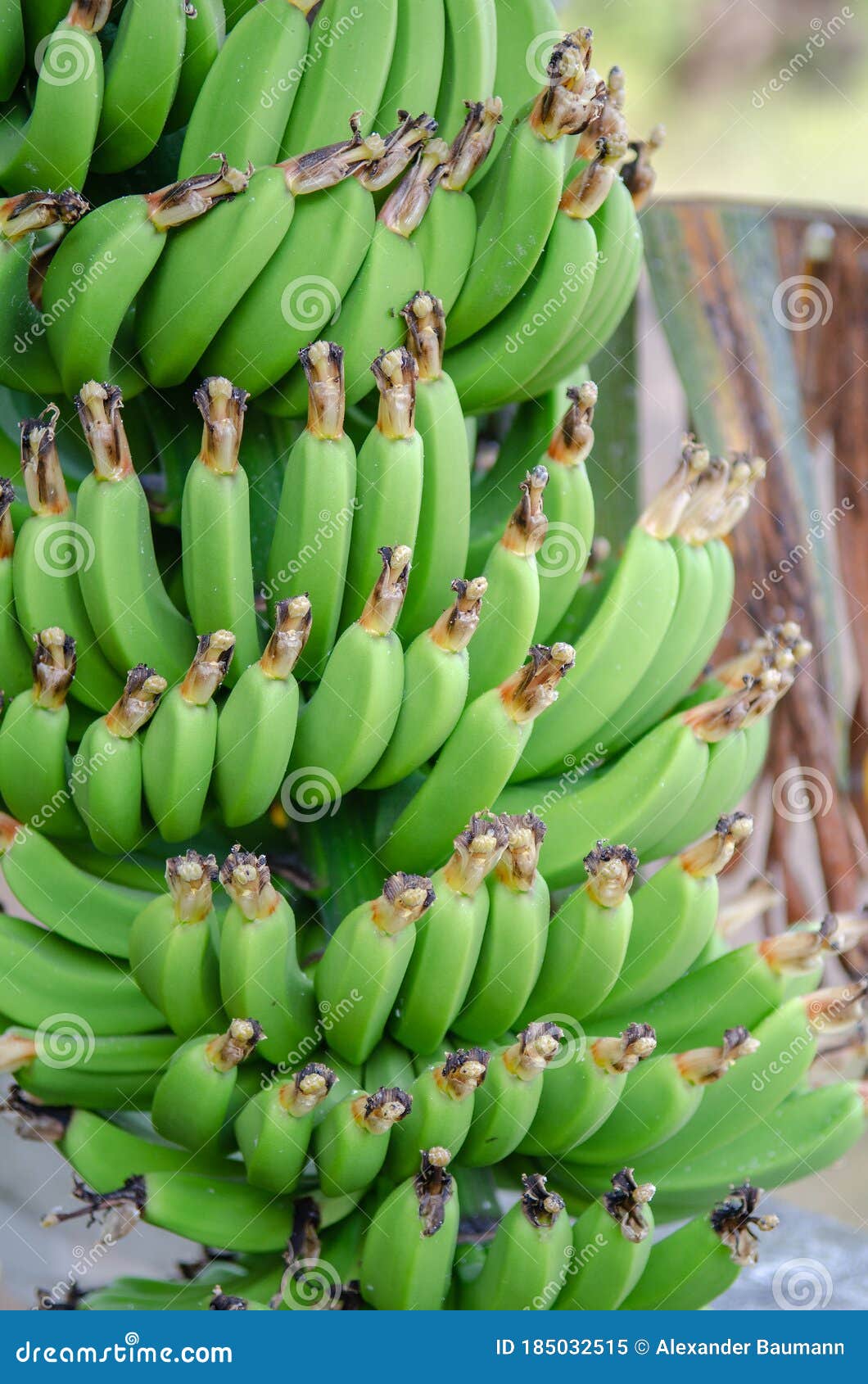 A Large Ripe of Green Raw Bananas Stock Image - Image of sweet, natural ...