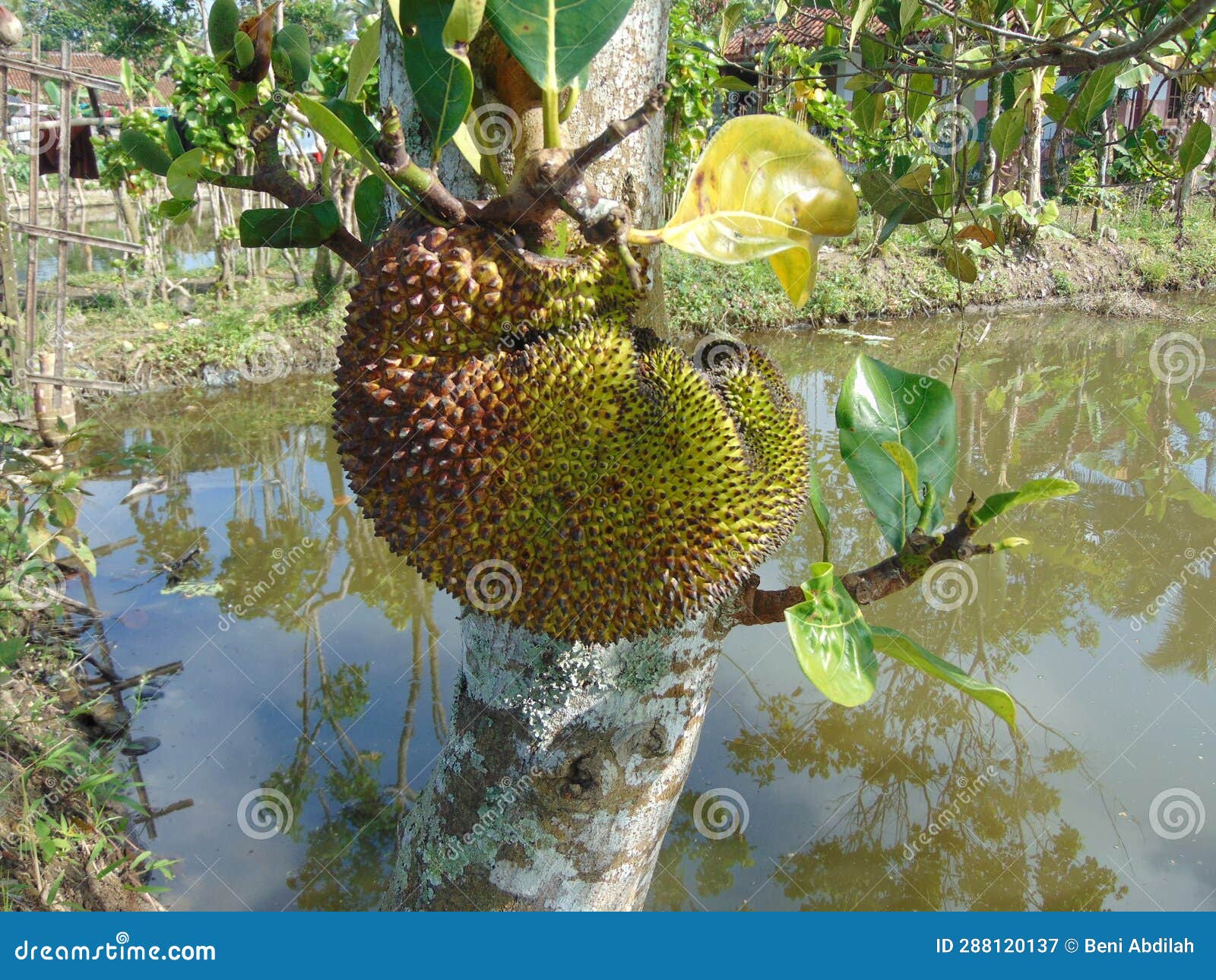 Large and ripe jackfruit stock image. Image of morning - 288120137