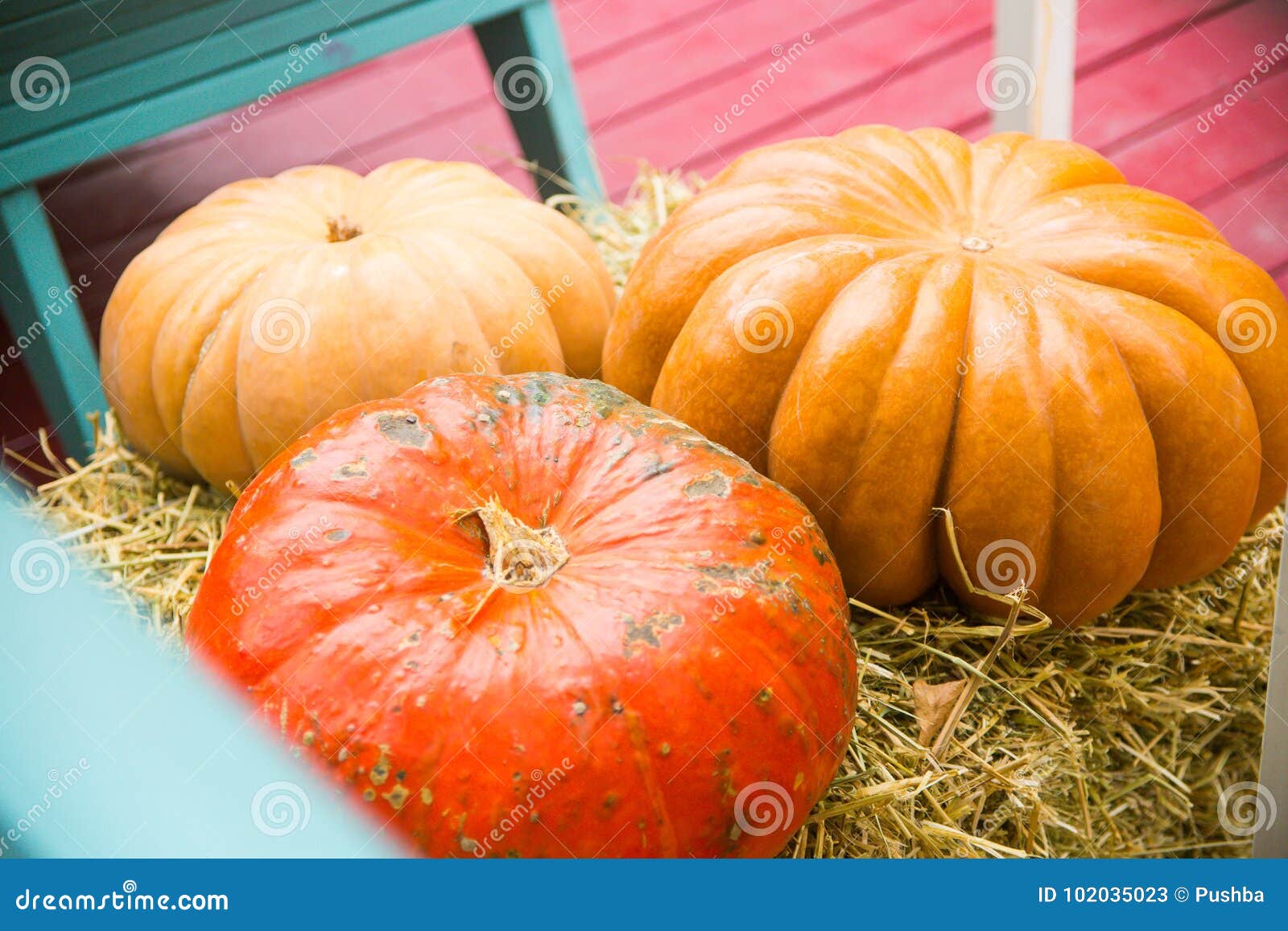 Large Ripe Pumpkins on the Hay Stock Image - Image of flowers, food ...