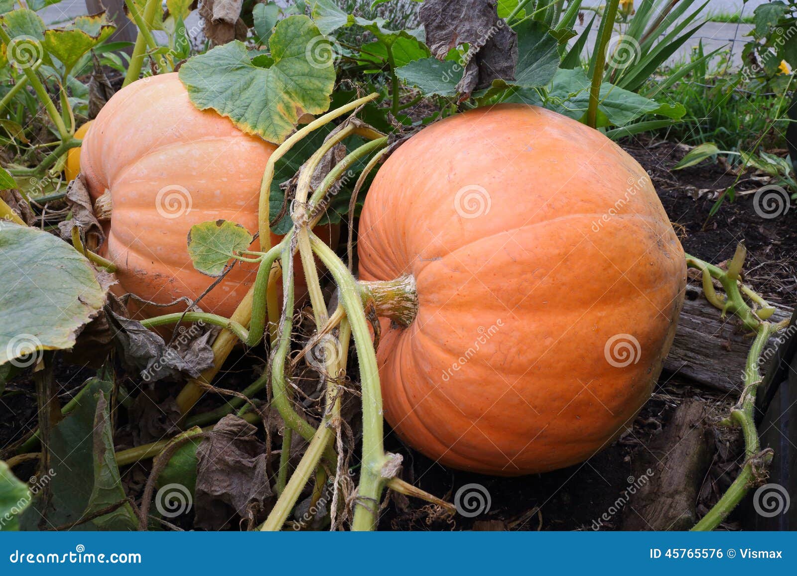 Large Ripe Pumpkins on the Vine Stock Photo - Image of pumpkin, dirt ...