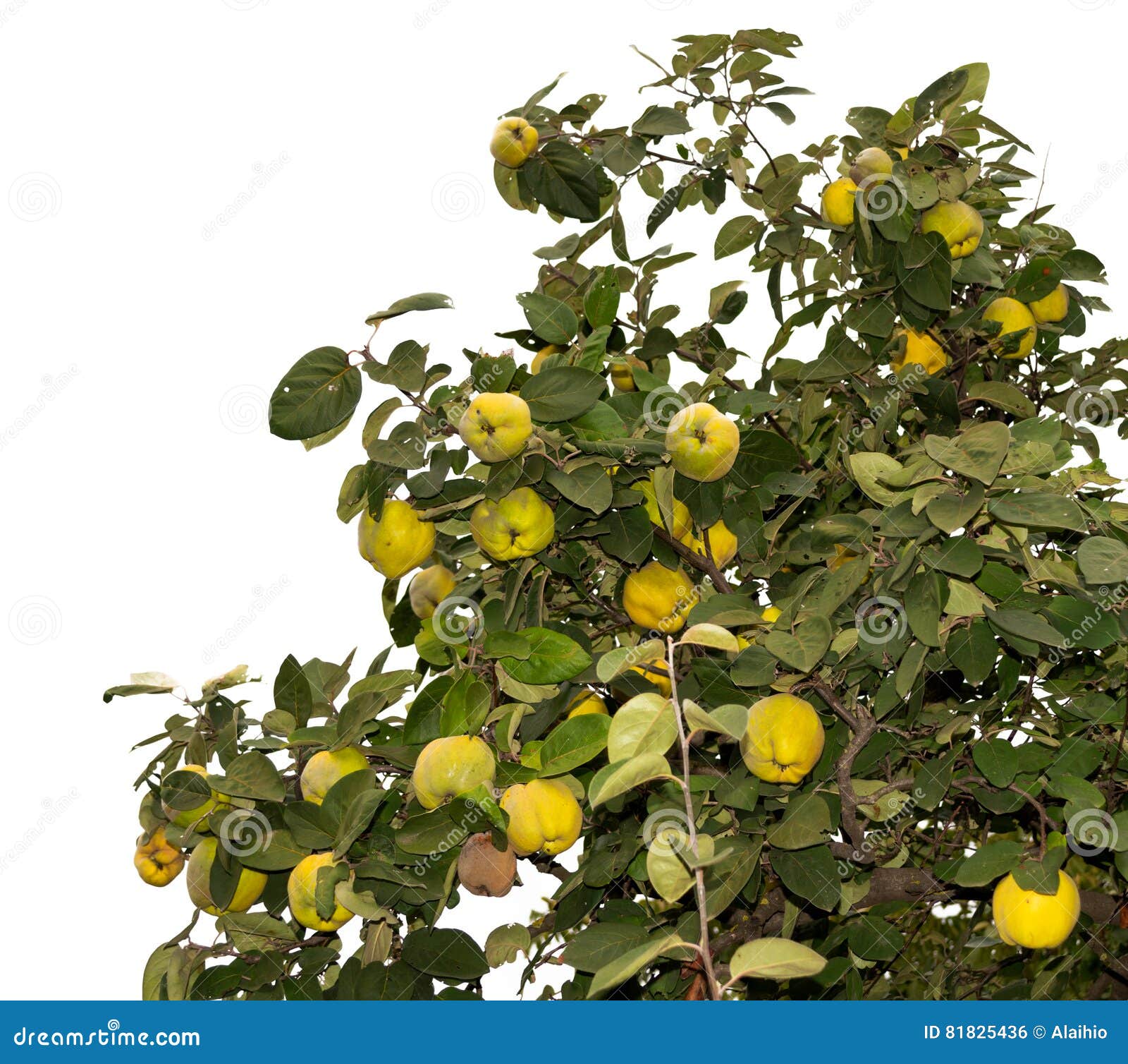 Large Ripe Quince on a Tree Branch Stock Photo - Image of green, nature ...