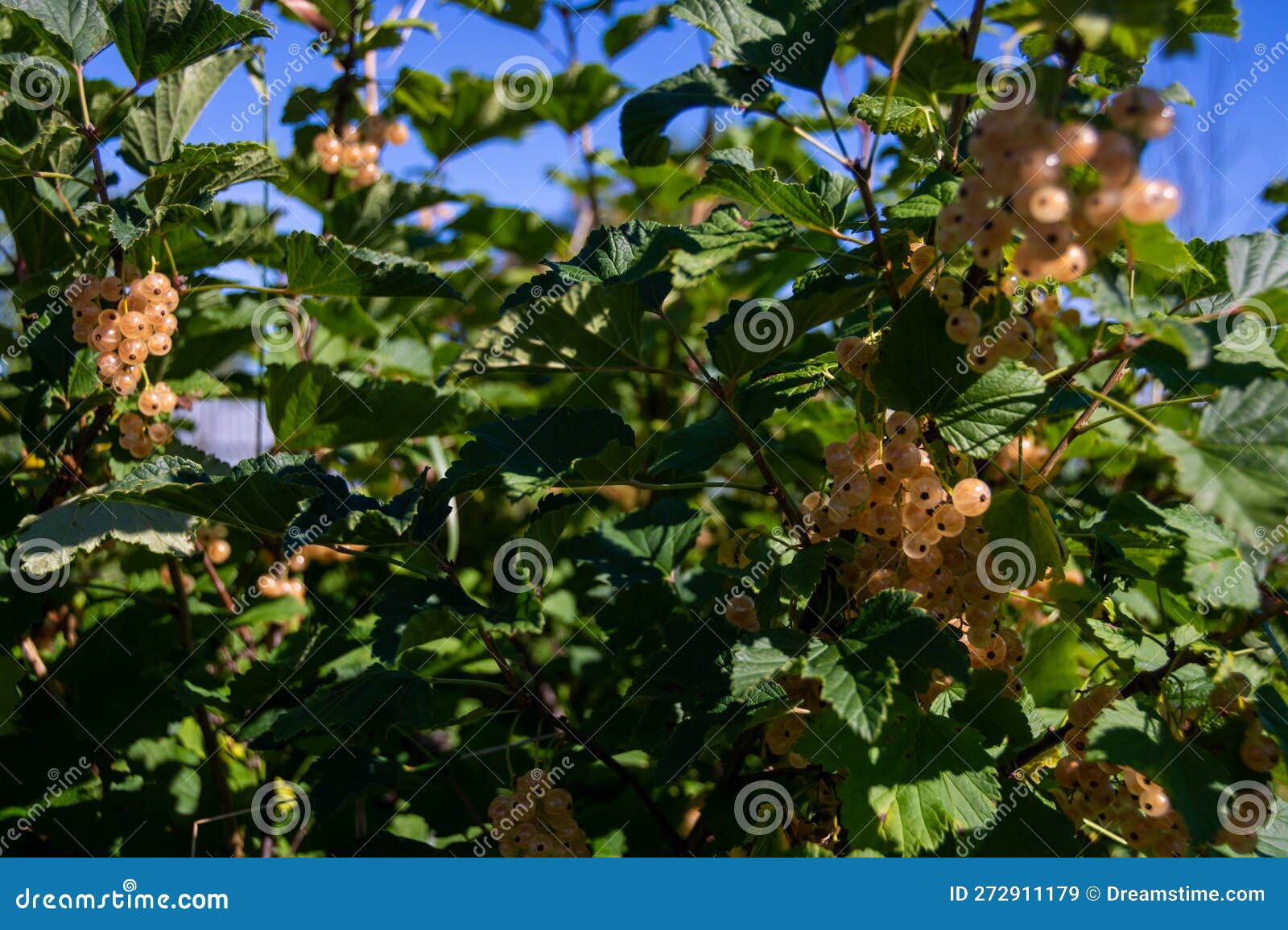 Large Ripe White Currant Berries Ripened on the Garden Plot. Stock ...