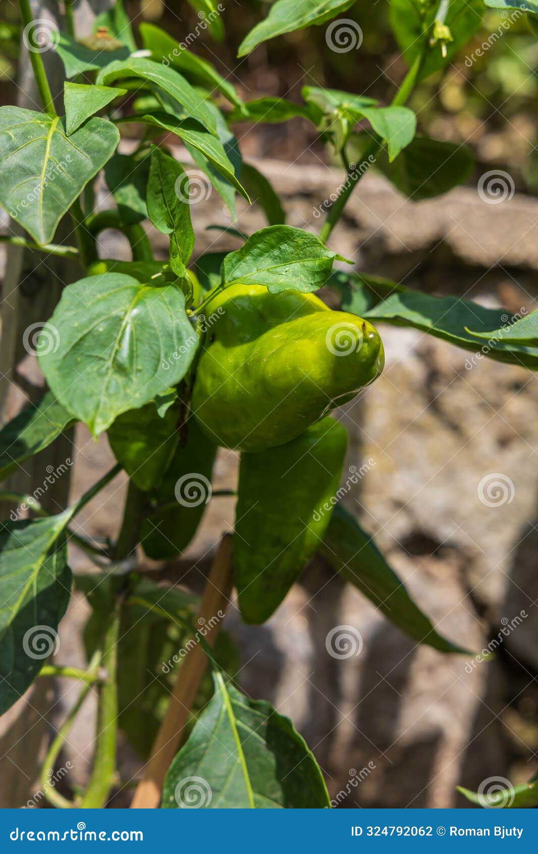 A Large Ripening Green Pepper on a Stalk in the Garden Stock Photo ...
