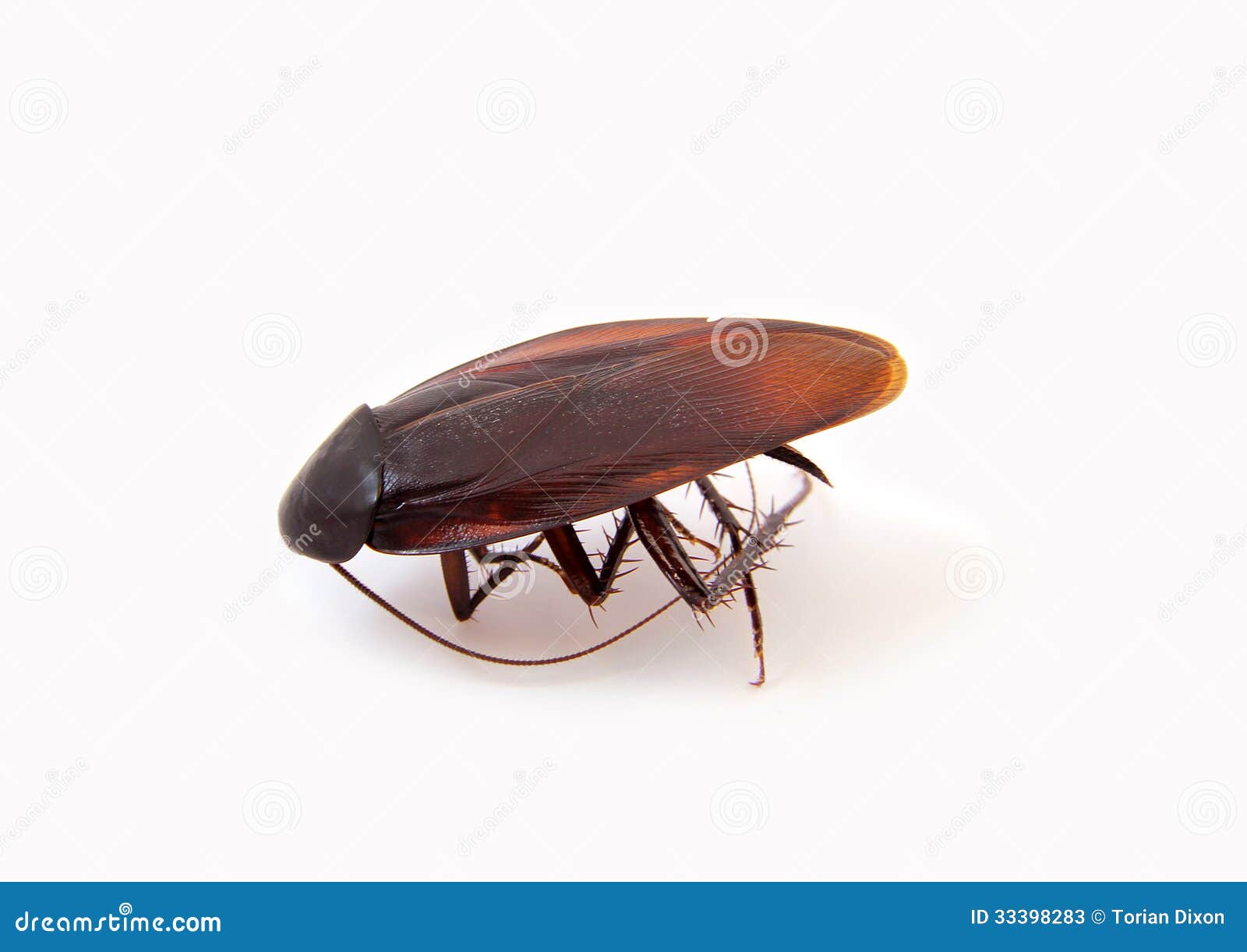 Large roach stock image. Image of water, cockroach, roach - 33398283