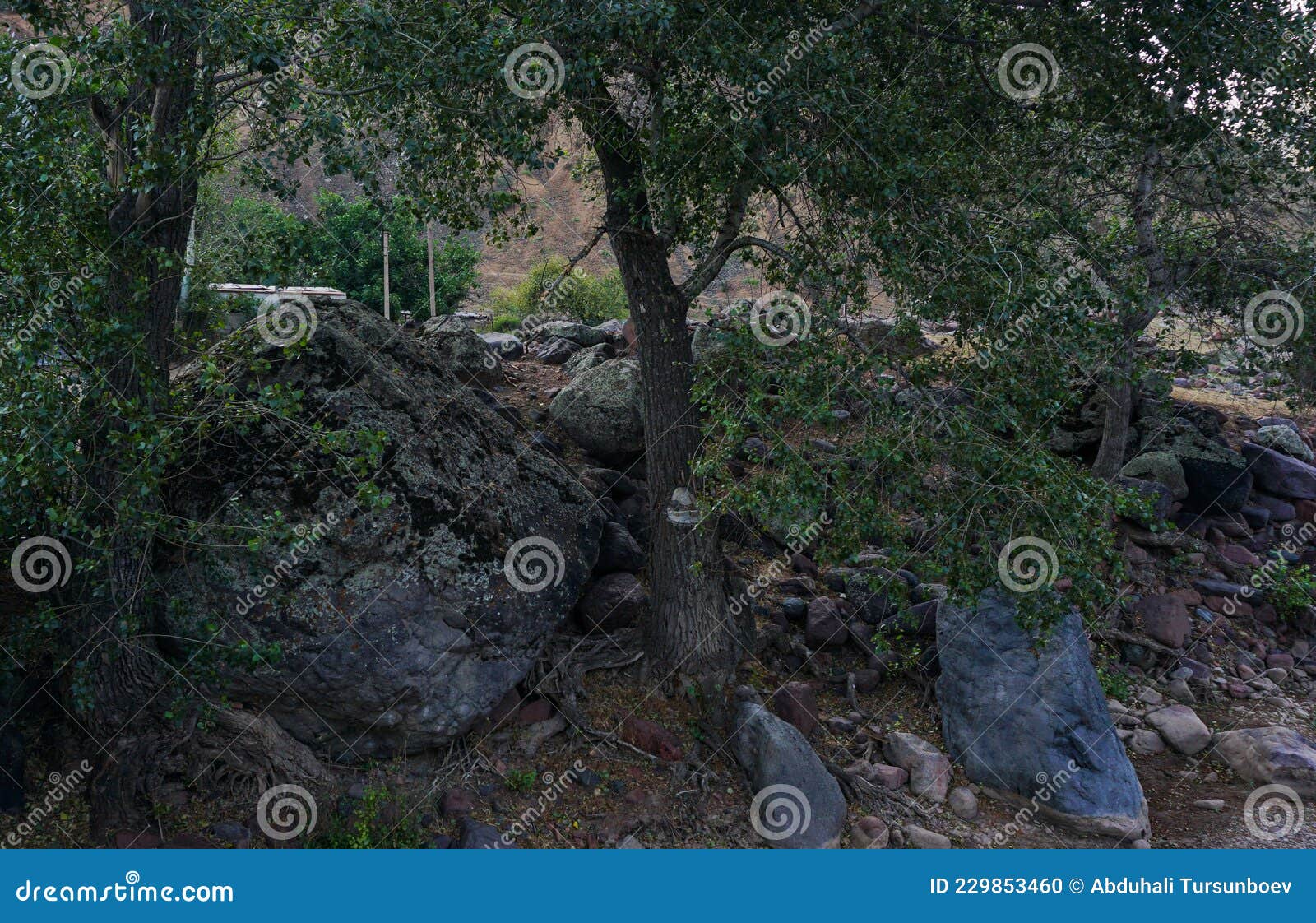 A large rock under a tree stock photo. Image of nature - 229853460