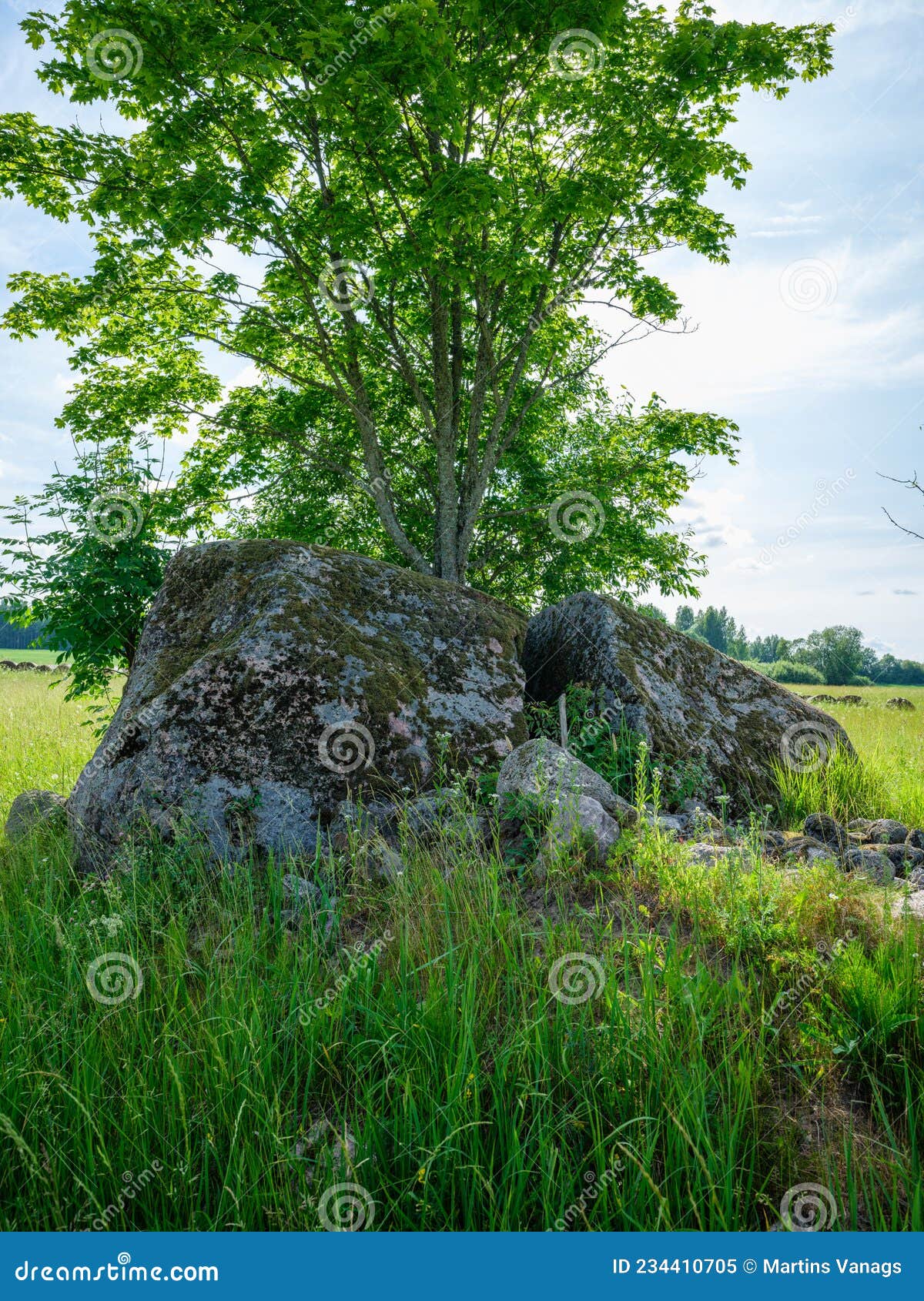 Large Rocks in Green Summer Forest Stock Image - Image of community ...