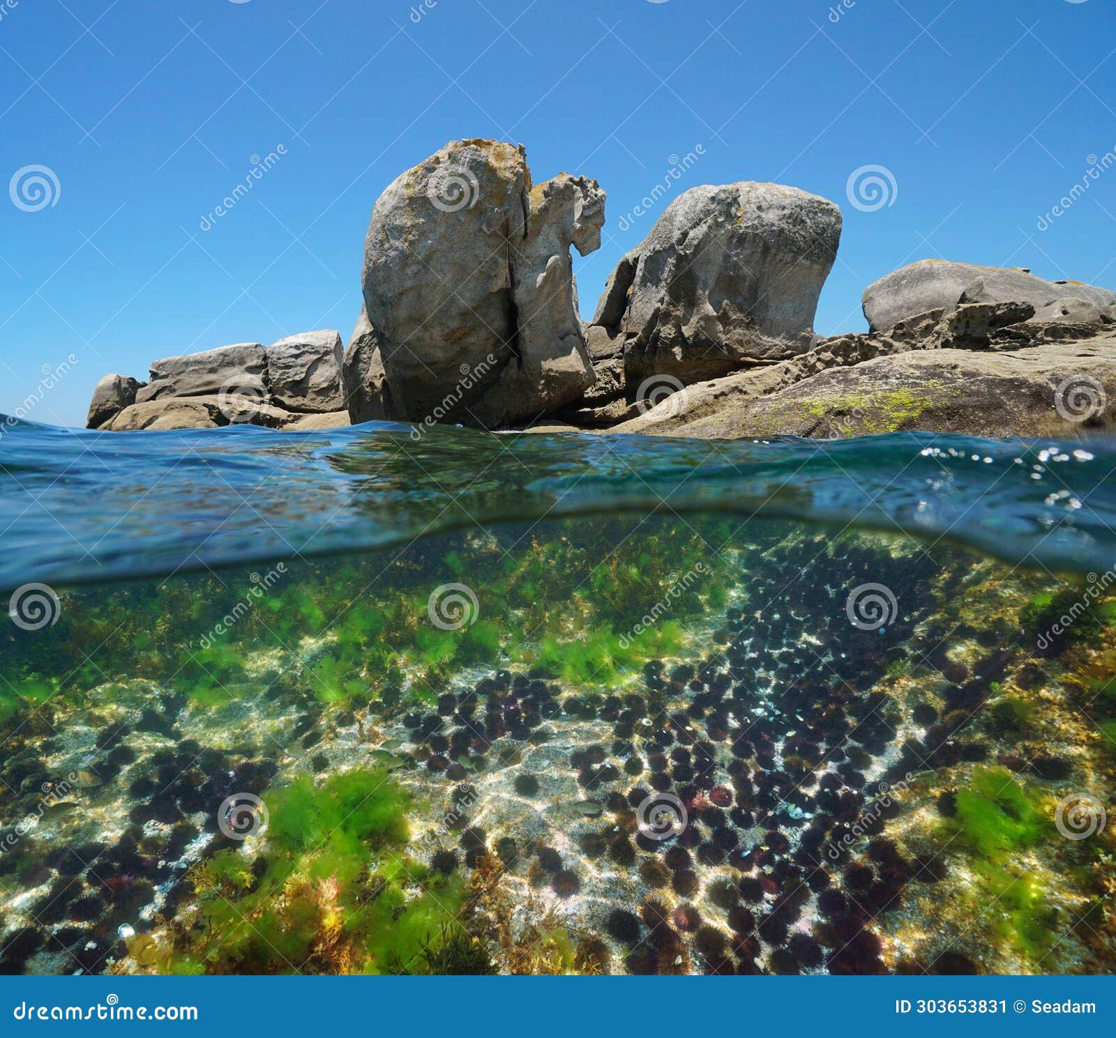 Large Rocks on the Ocean Shore with a Group of Sea Urchins Underwater ...