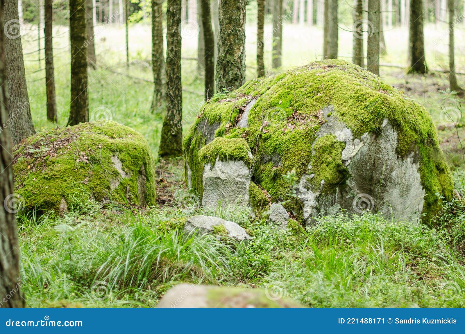 Large Rocks Overgrown with Moss in the Forest Stock Image - Image of ...
