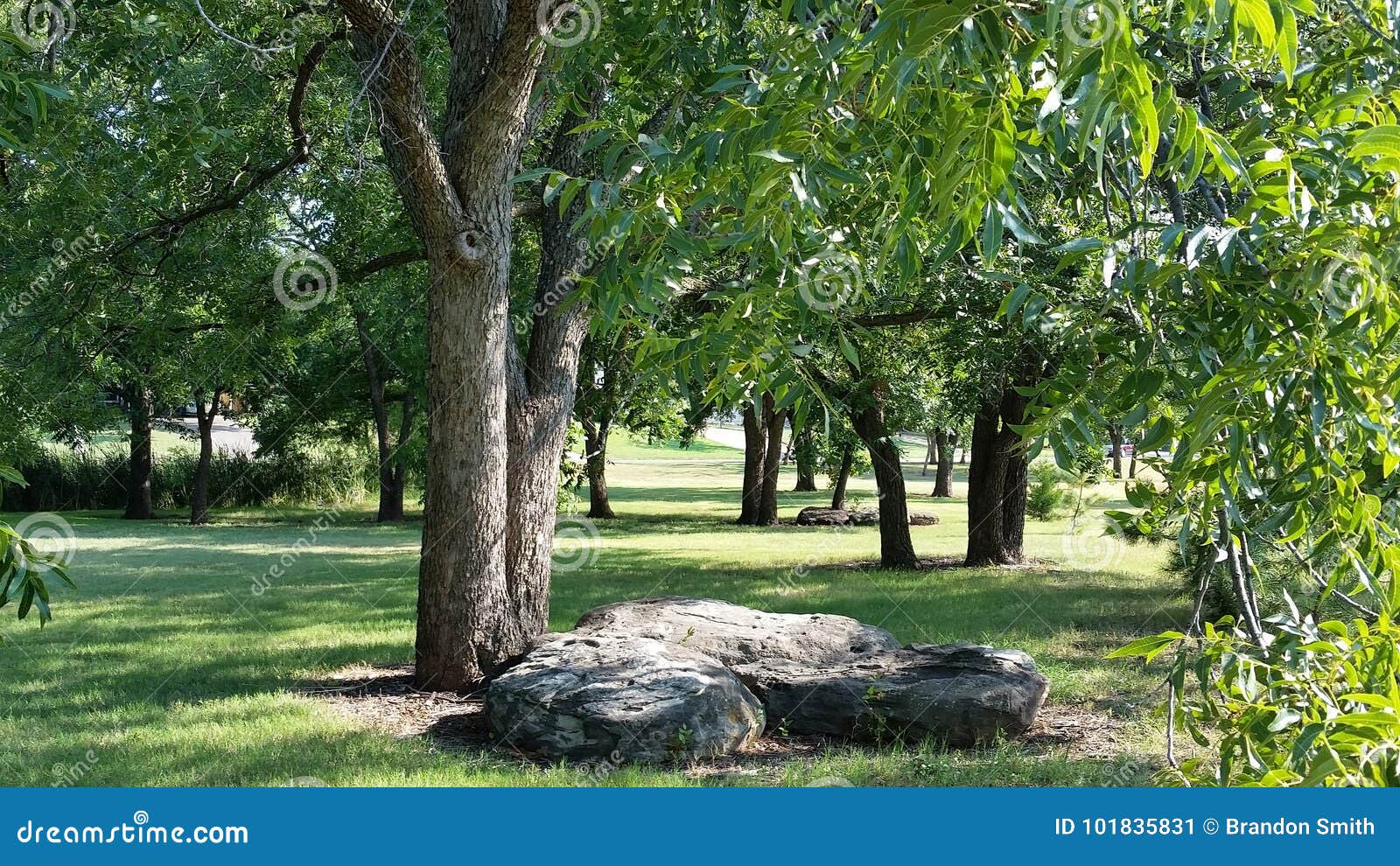 Large Rocks Under Trees stock image. Image of foliage - 101835831