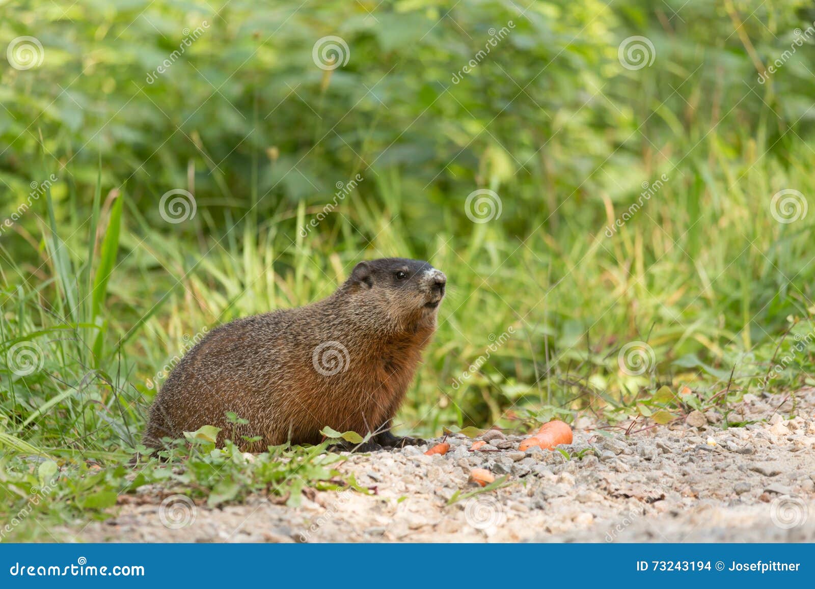 Large Rodent at the Side of the Road Stock Photo - Image of ...