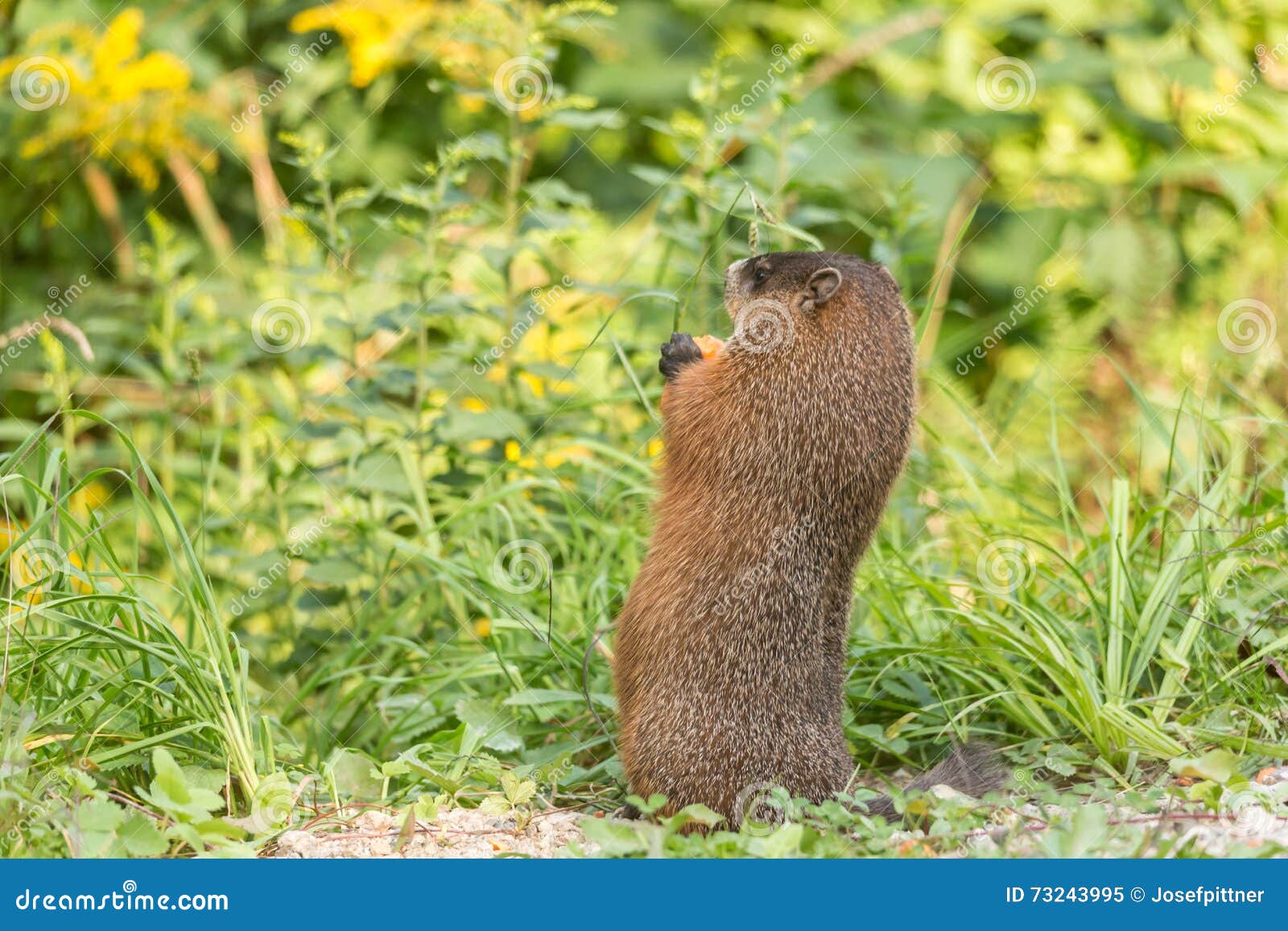 Large Rodent at the Side of the Road Stock Image - Image of castor ...