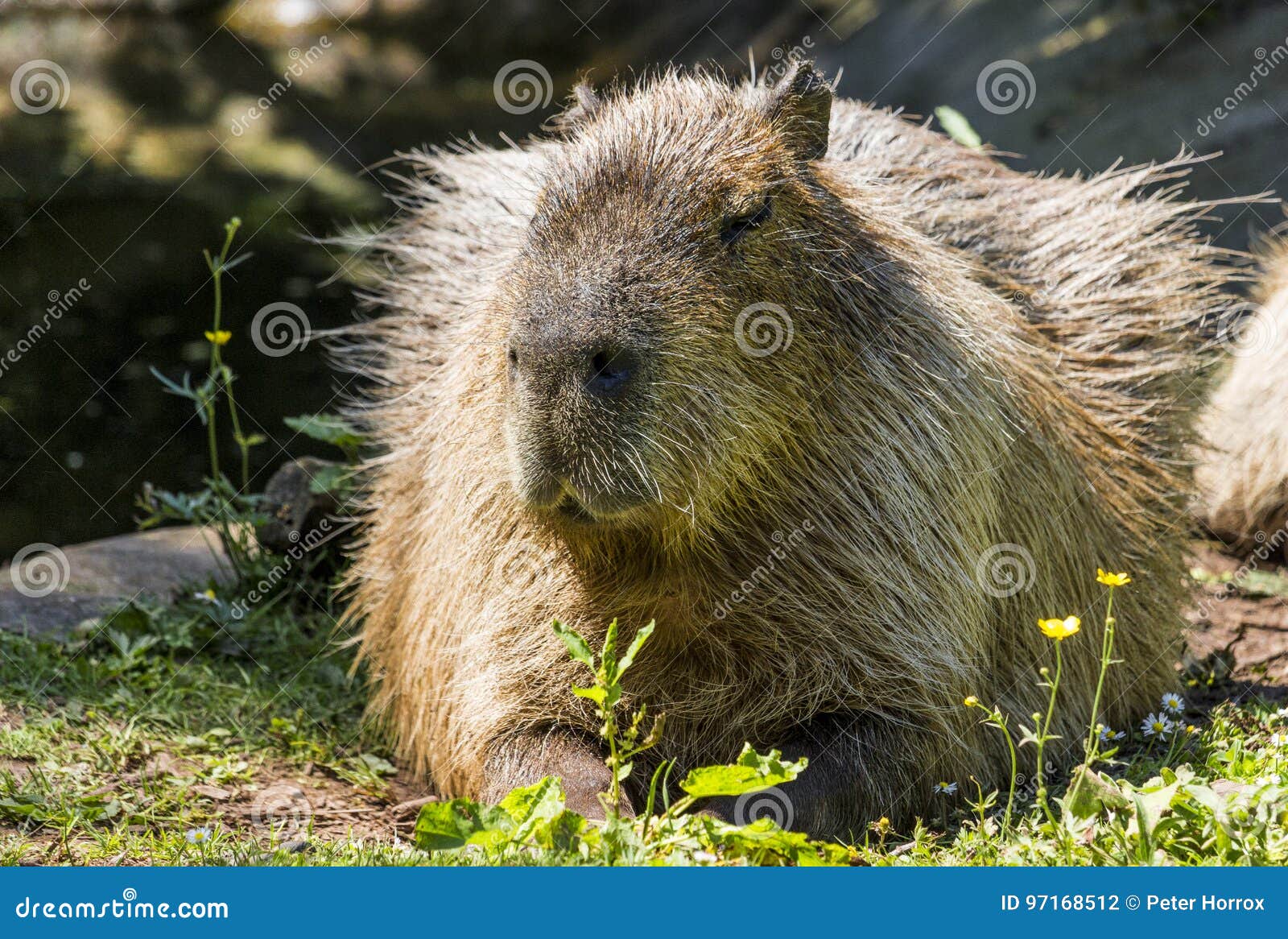 Large Rodent stock photo. Image of worlds, nature, mammal - 97168512