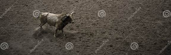 Large rodeo bull stock image. Image of white, steed, large - 10475249